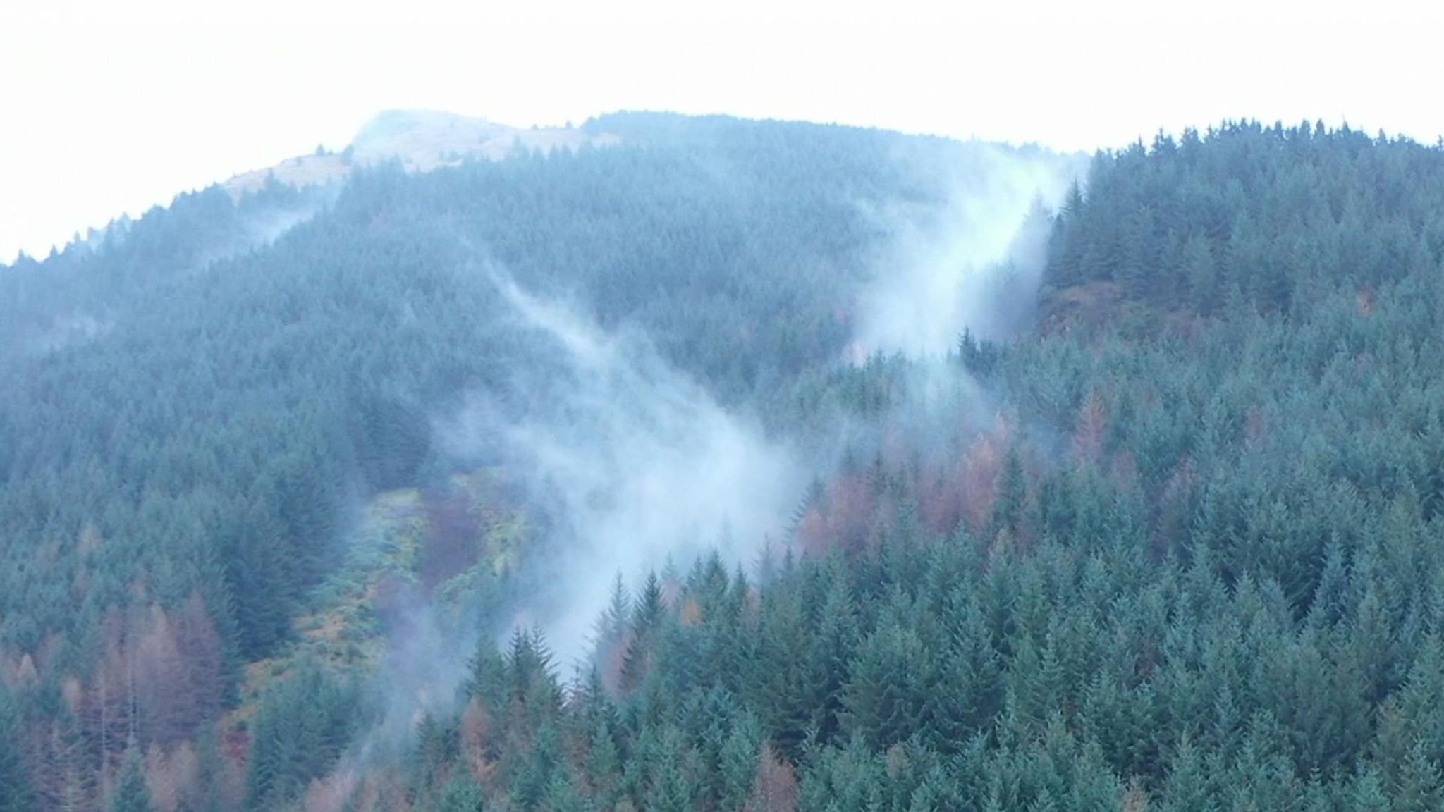 Scotland’s ancient forests facing a ‘biodiversity crisis’ from non ...