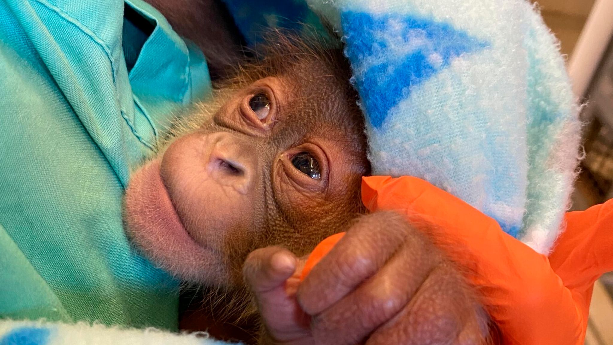 Endangered orangutan gives birth to healthy baby boy at US zoo | US ...