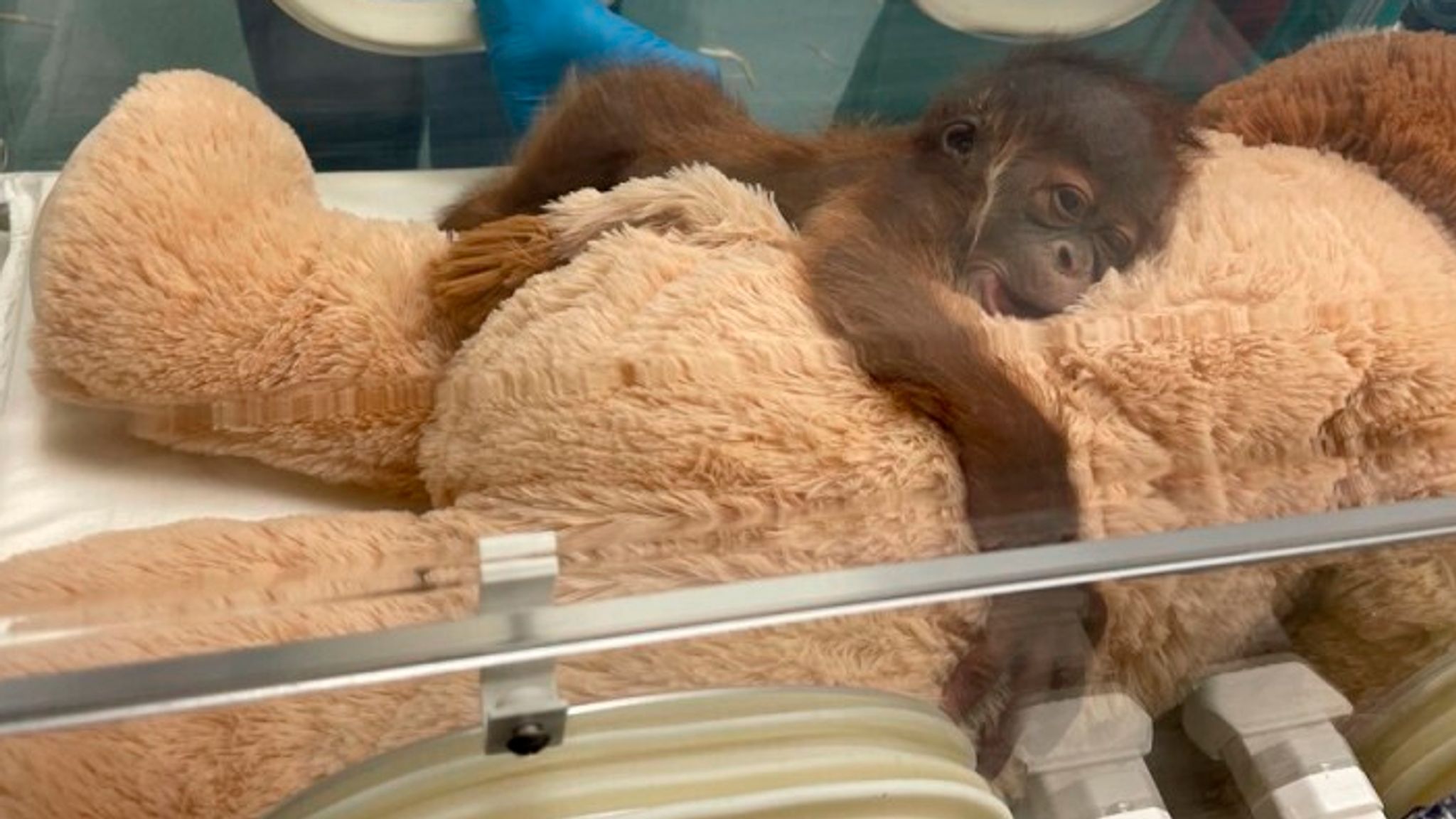 Endangered orangutan gives birth to healthy baby boy at US zoo | US ...