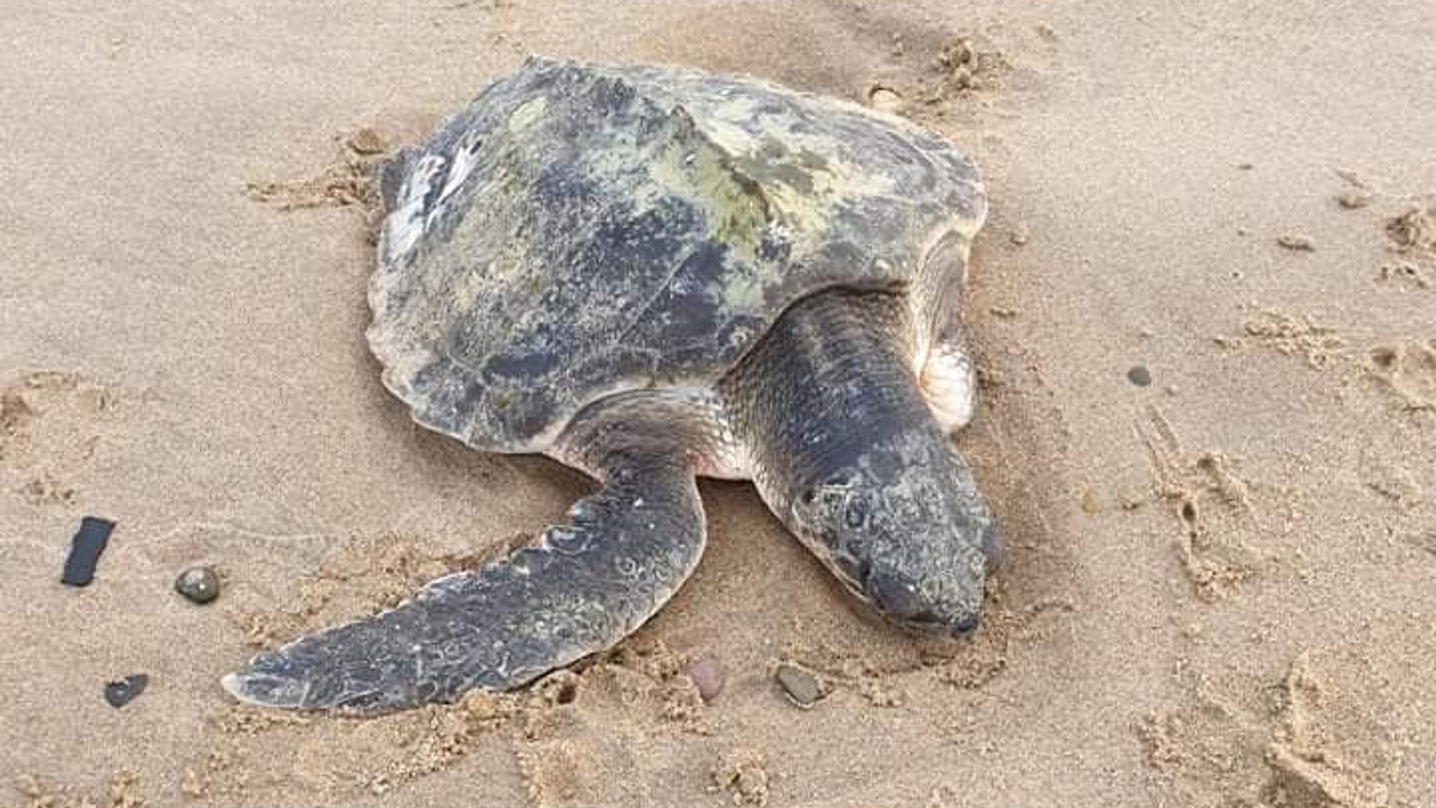 'Very rare' sea turtle washes up on Welsh beach after Storm Arwen | UK ...