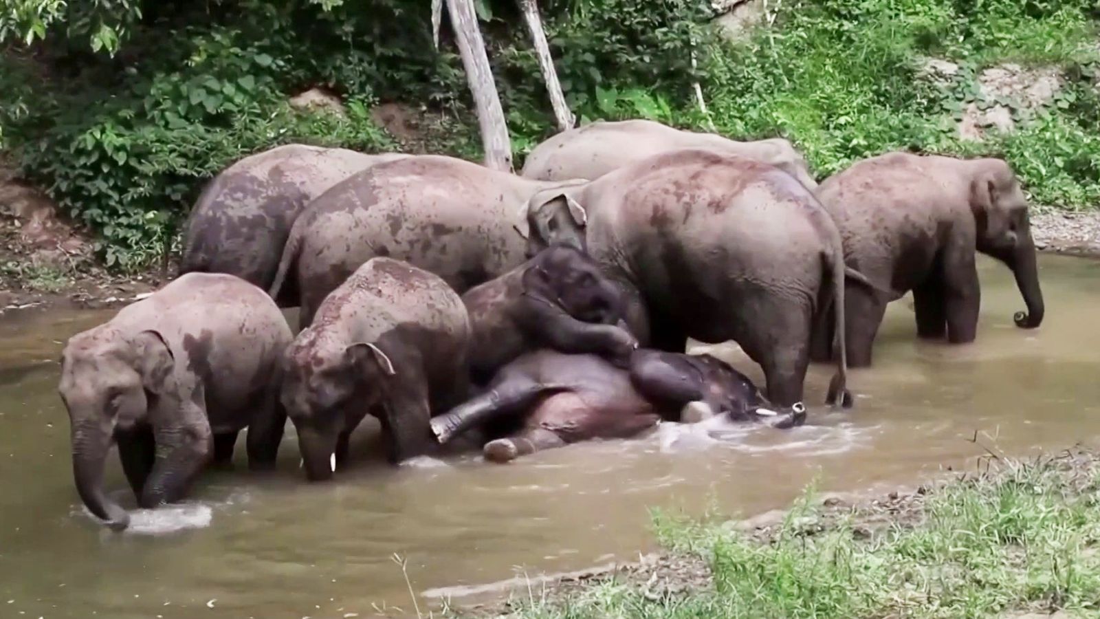 Helping elephants coexist in China | World News | Sky News