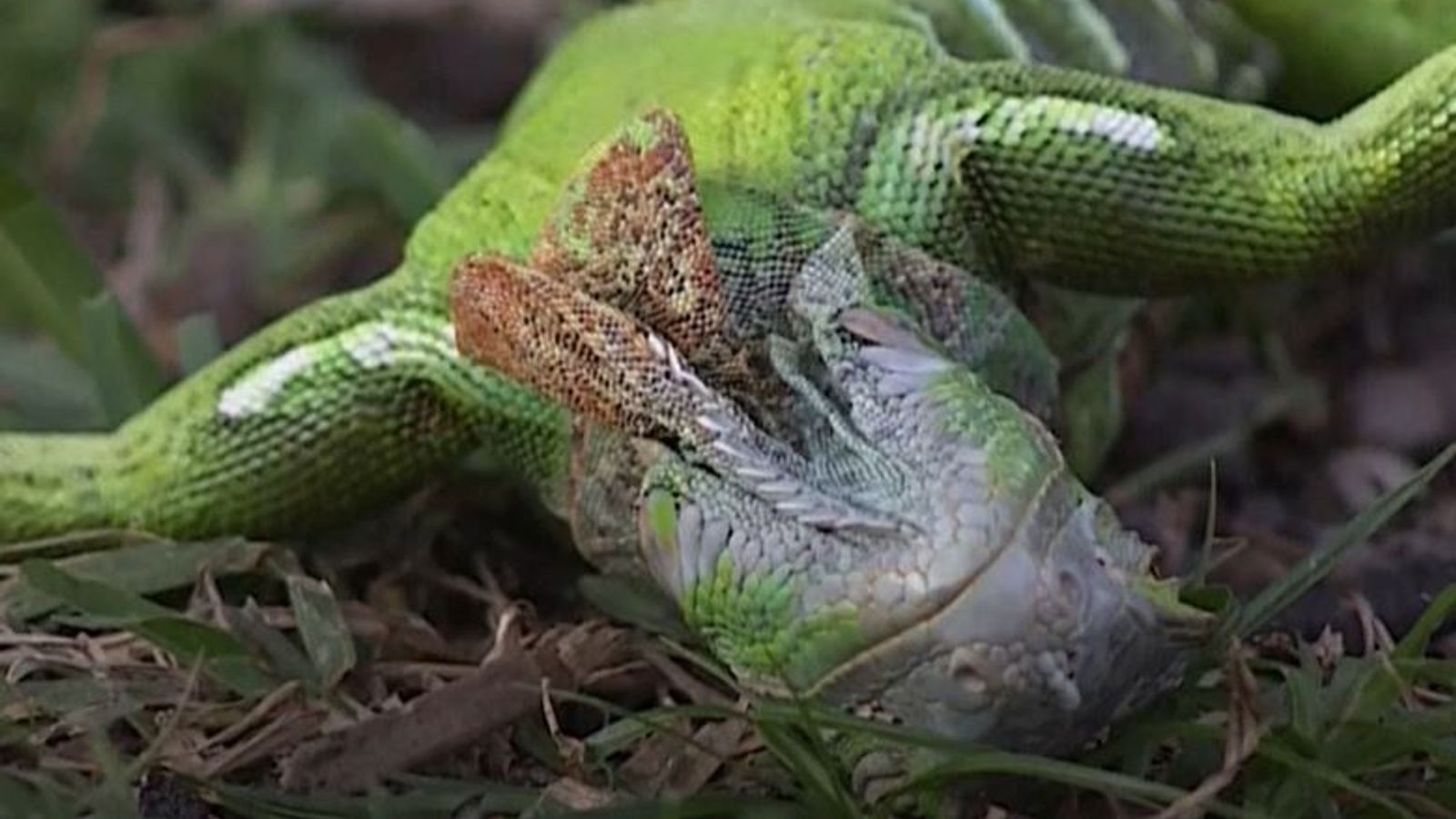 Cold-sensitive iguanas fall from Florida trees but 'are not dead' say ...