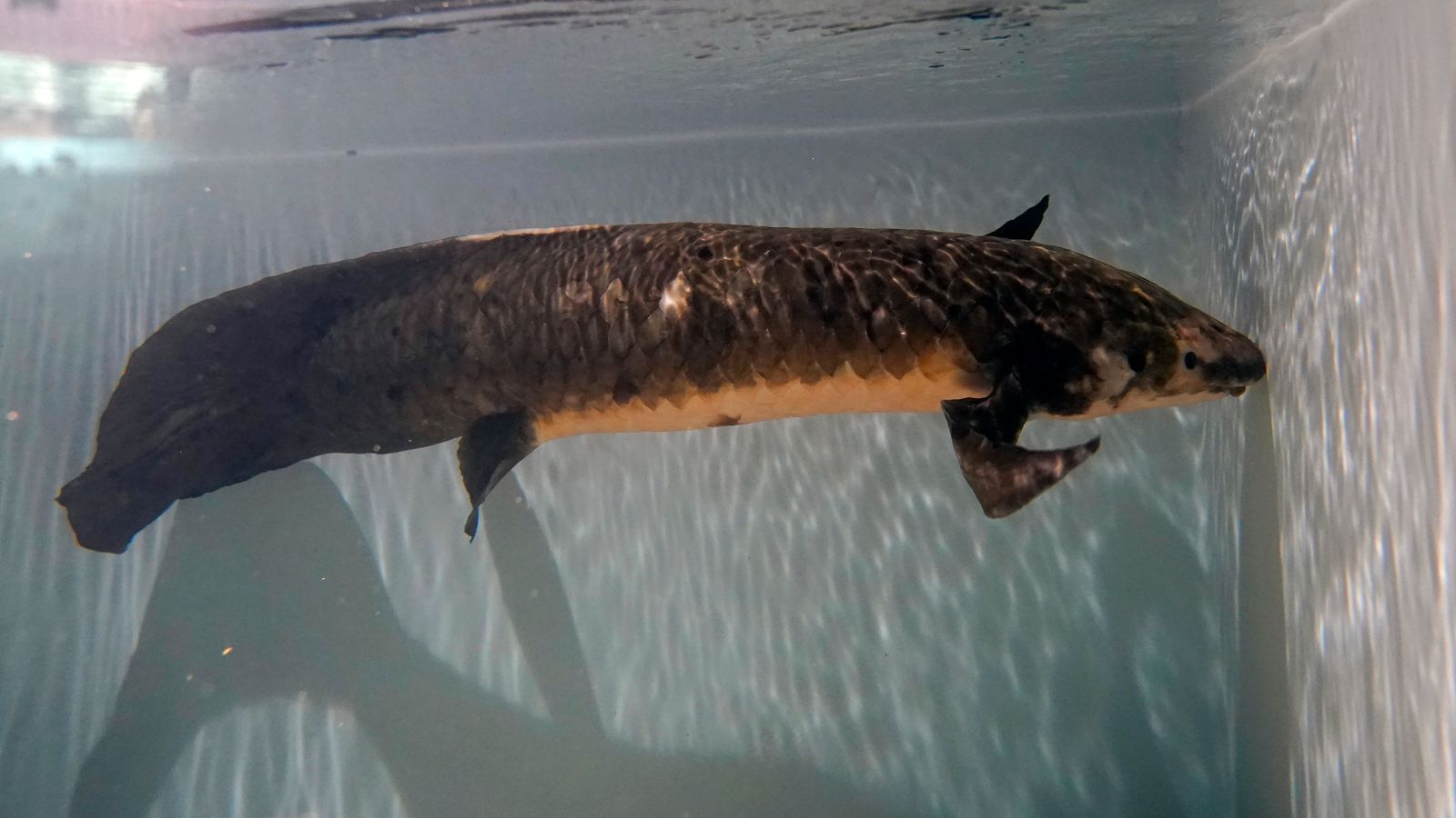 Methuselah, believed to be the oldest aquarium-based fish in the world ...