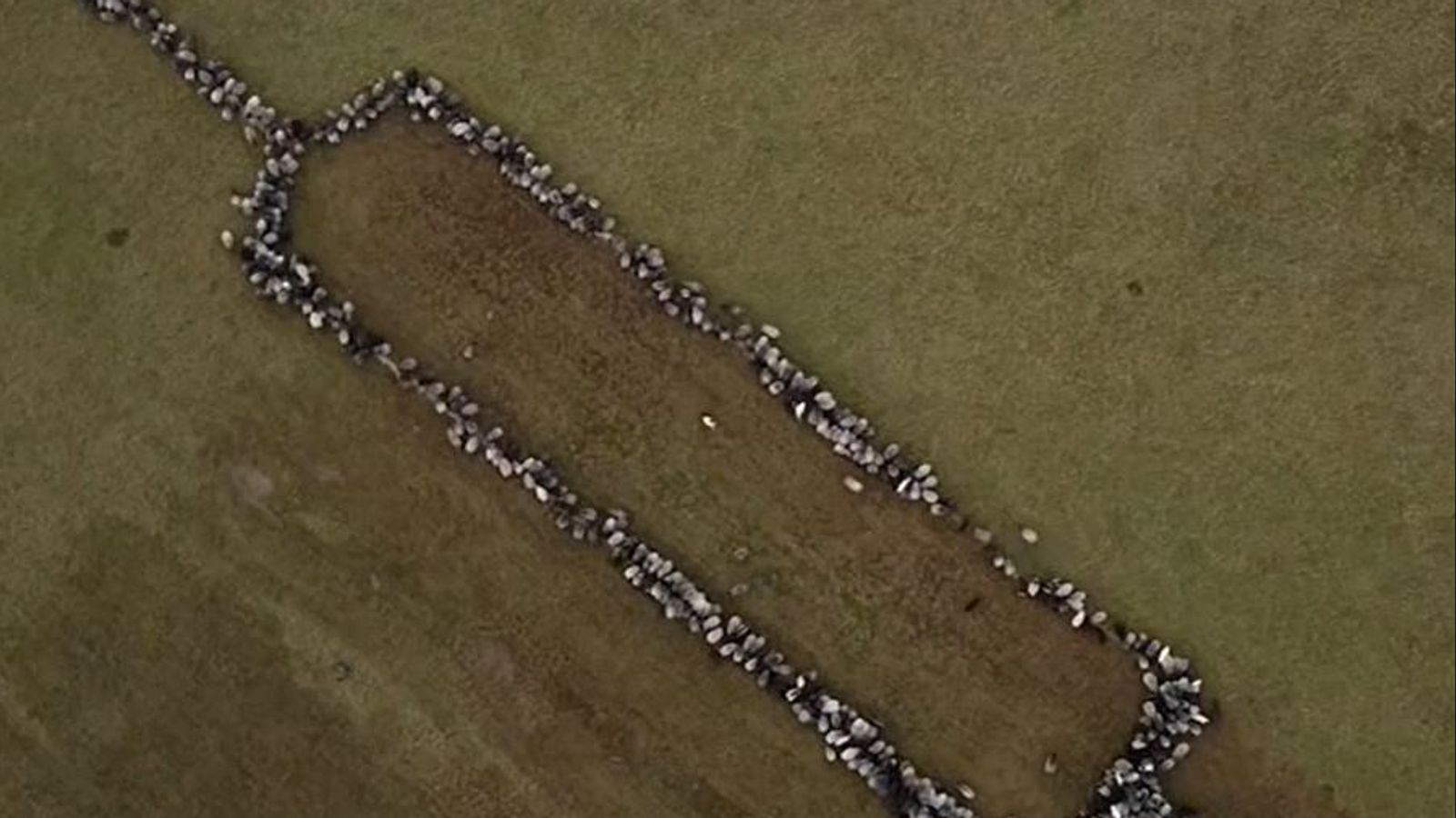 Sheep create vaccine syringe shape in Germany to promote jab | Offbeat ...