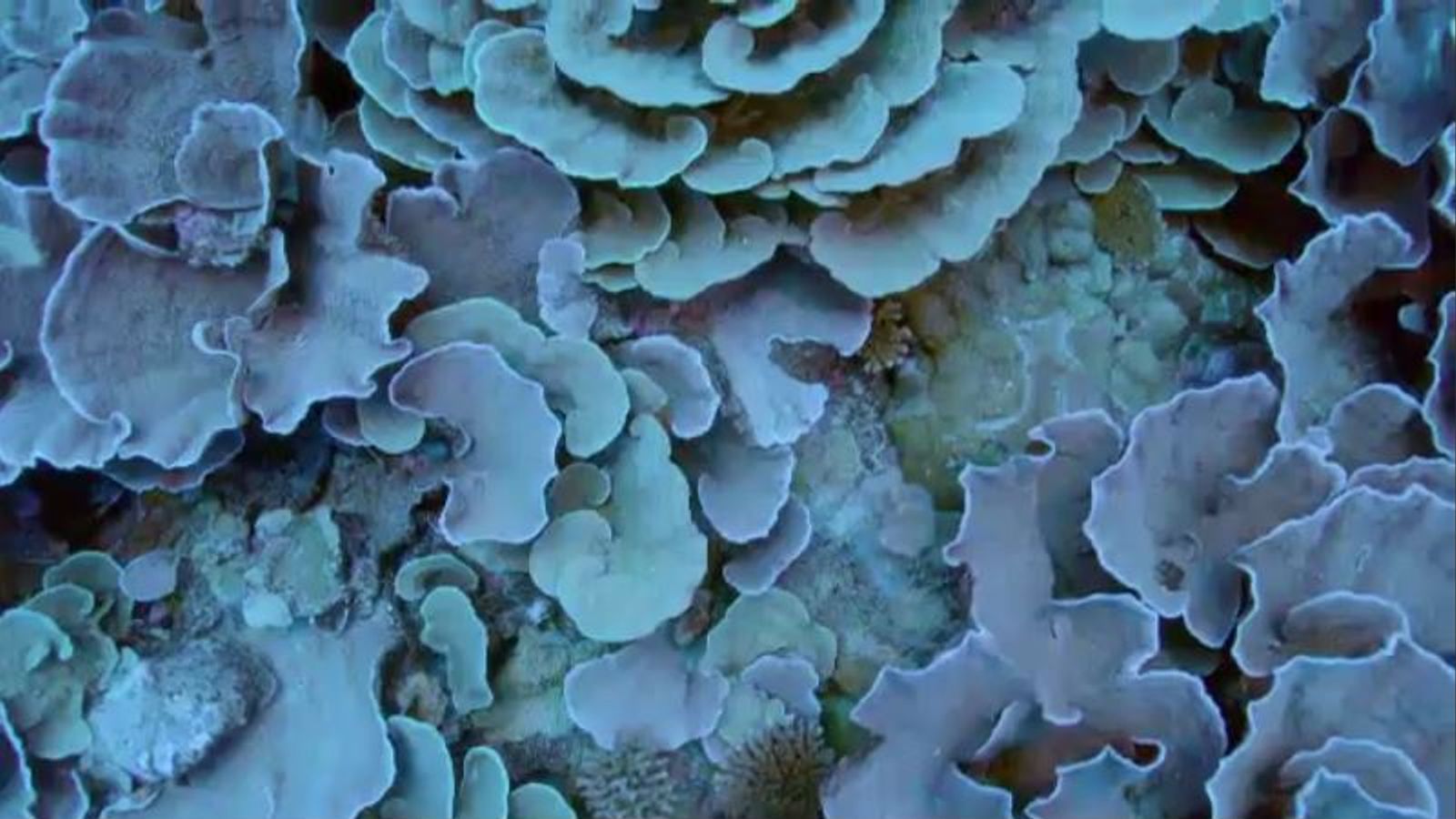 Climate crisis: Newly discovered reef in ocean 'twilight zone' offers ...