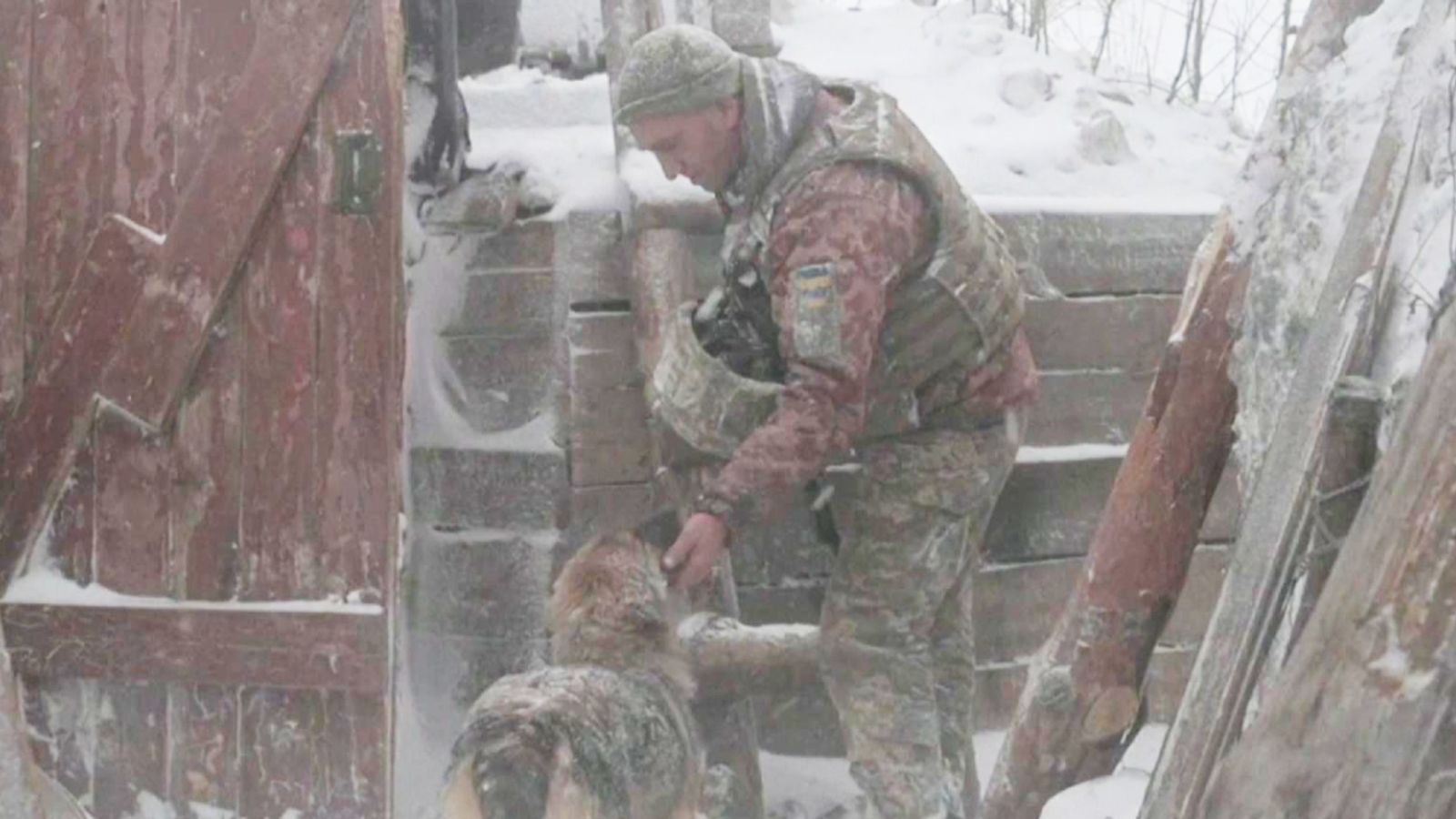 Ukraine: Cats and dogs join troops in trenches near border with Russia ...