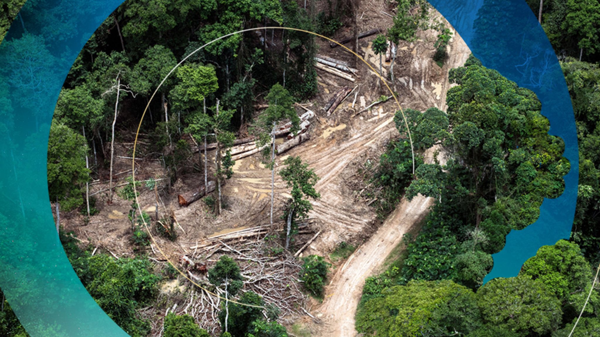 Climate change: Deal to help end deforestation misses first deadline ...