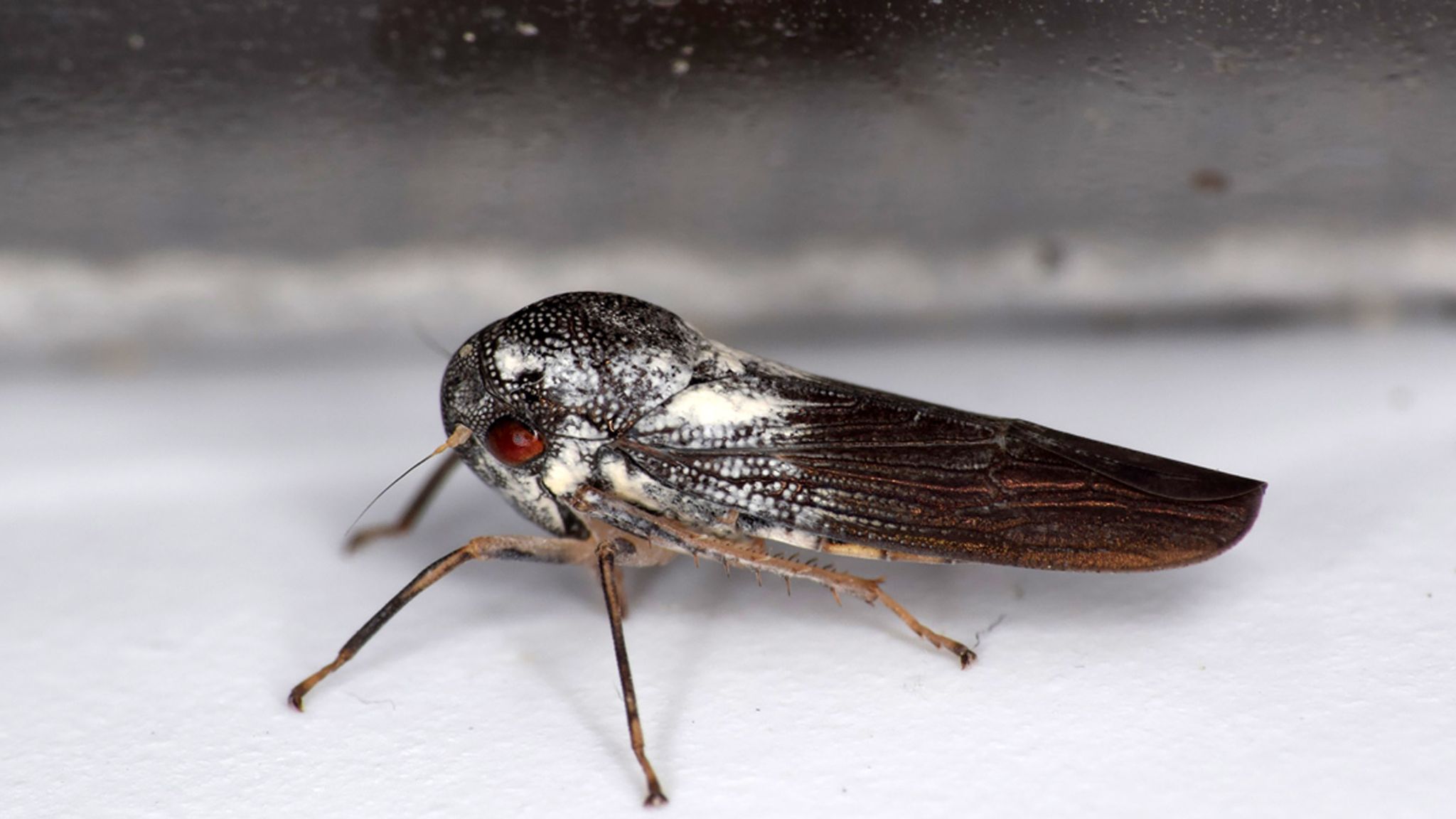 New insect species identified in western Uganda by British scientist in ...