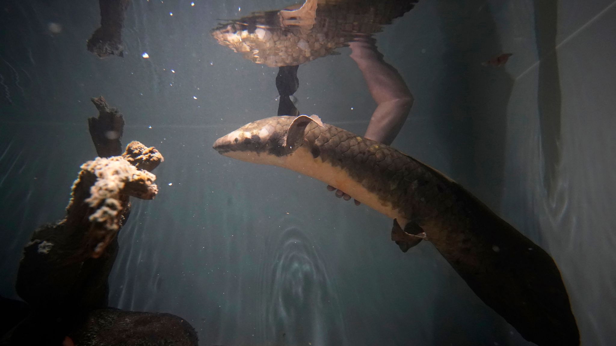 Methuselah, believed to be the oldest aquarium-based fish in the world ...