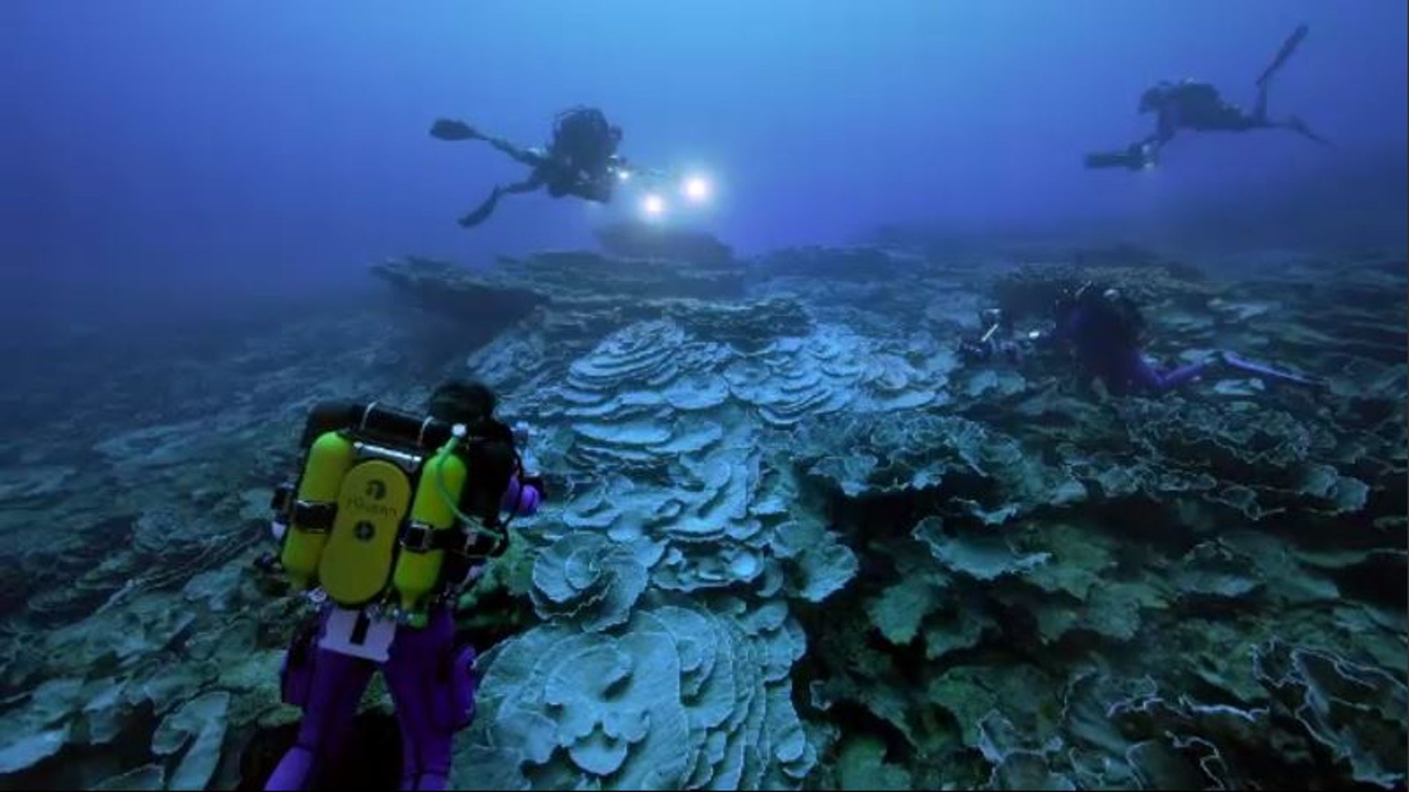 Climate crisis: Newly discovered reef in ocean 'twilight zone' offers ...
