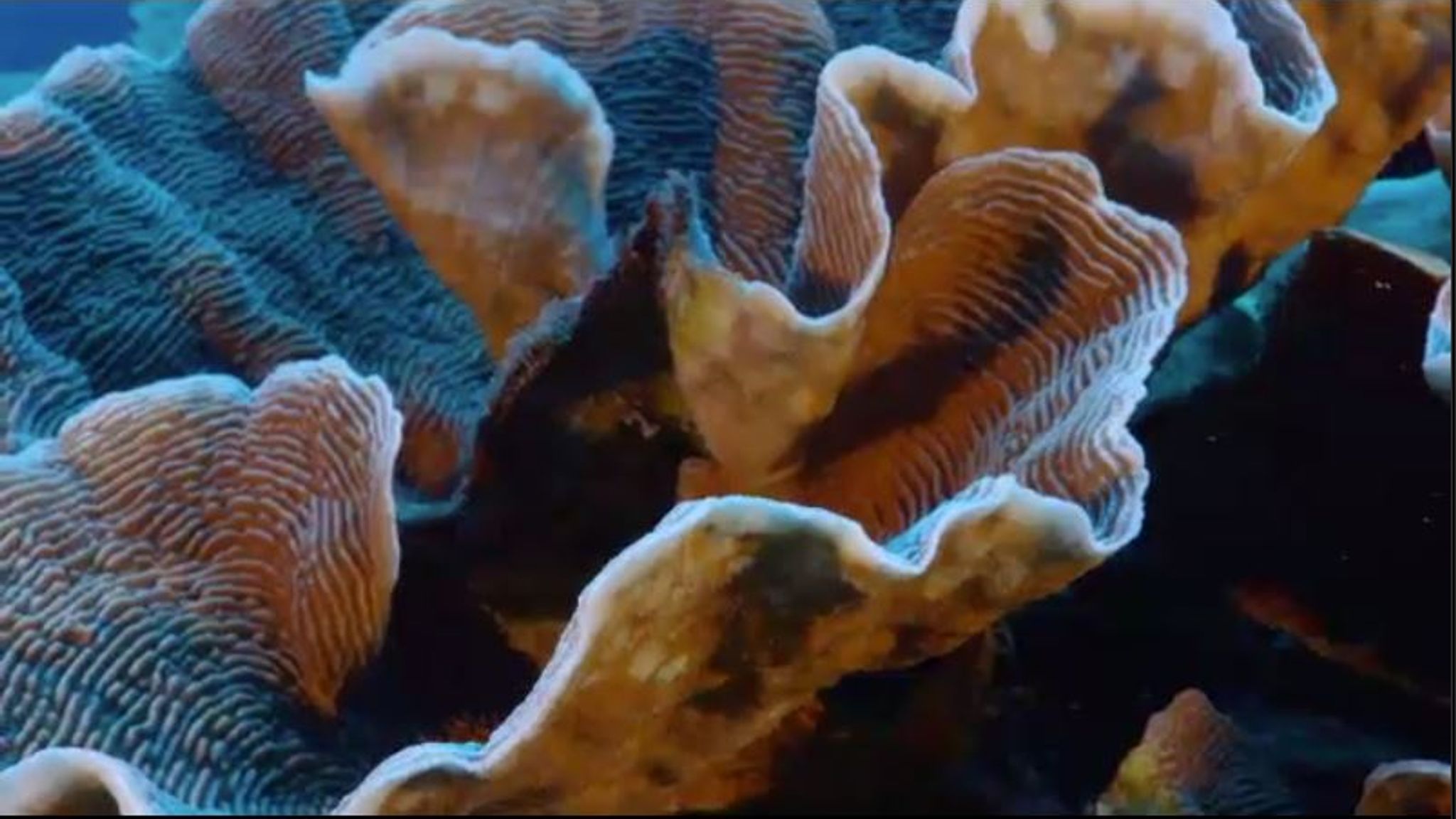 Climate crisis: Newly discovered reef in ocean 'twilight zone' offers ...