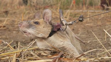Magawa the 'hero rat', who was given a medal for detecting landmines in ...