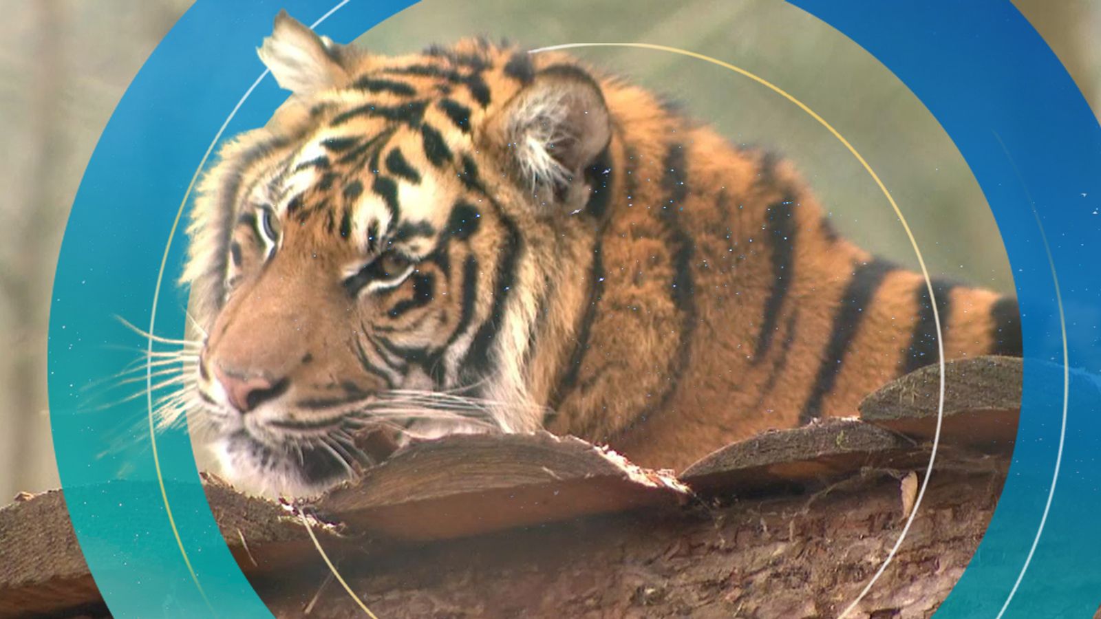 Zoo battles to save dozens of species from extinction by cryogenically ...