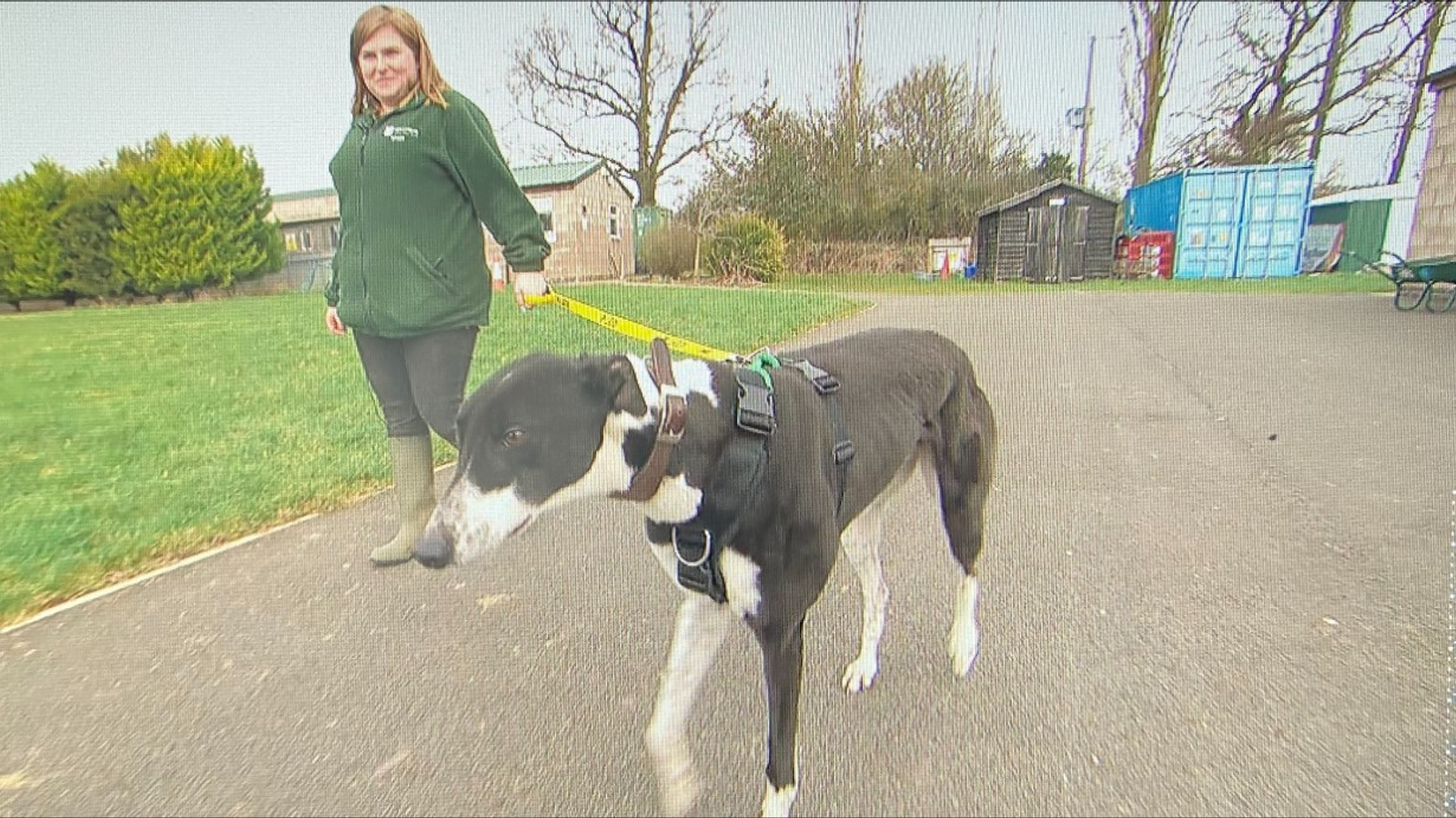 RSPCA alerts about dogs being left behind by their owners as they ...