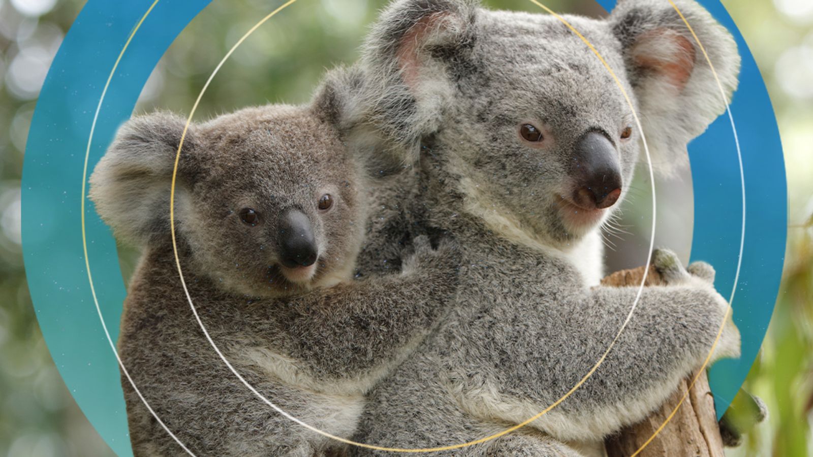 Australia classifies koalas along much of its eastern coast as ...