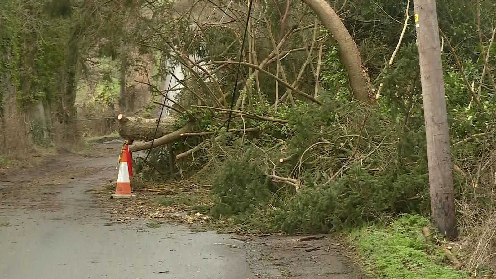 Kent: Tree falls on phone lines during severe weather | UK News | Sky News
