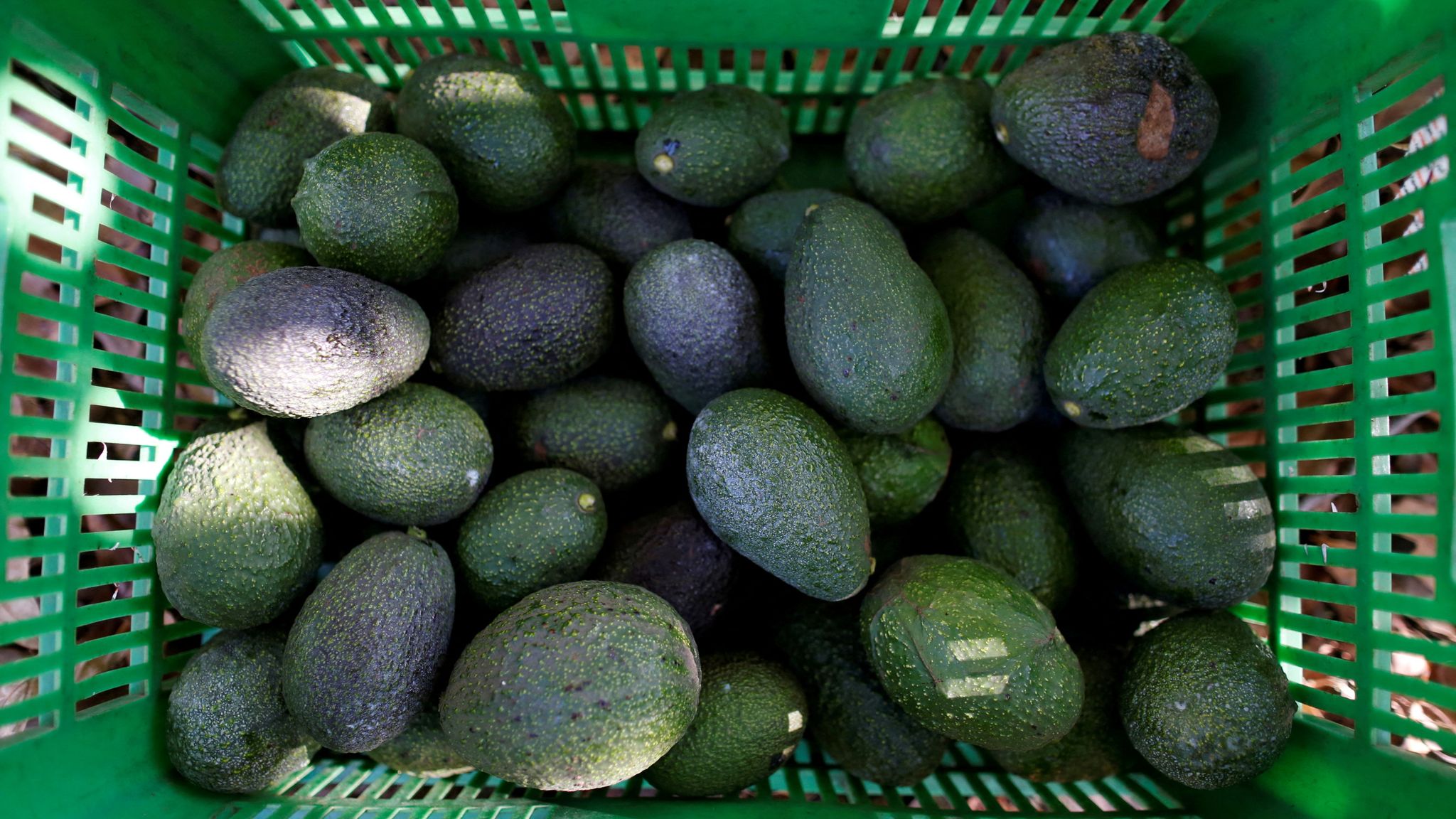 Mexico attempts to overturn US avocado import suspension after threat ...