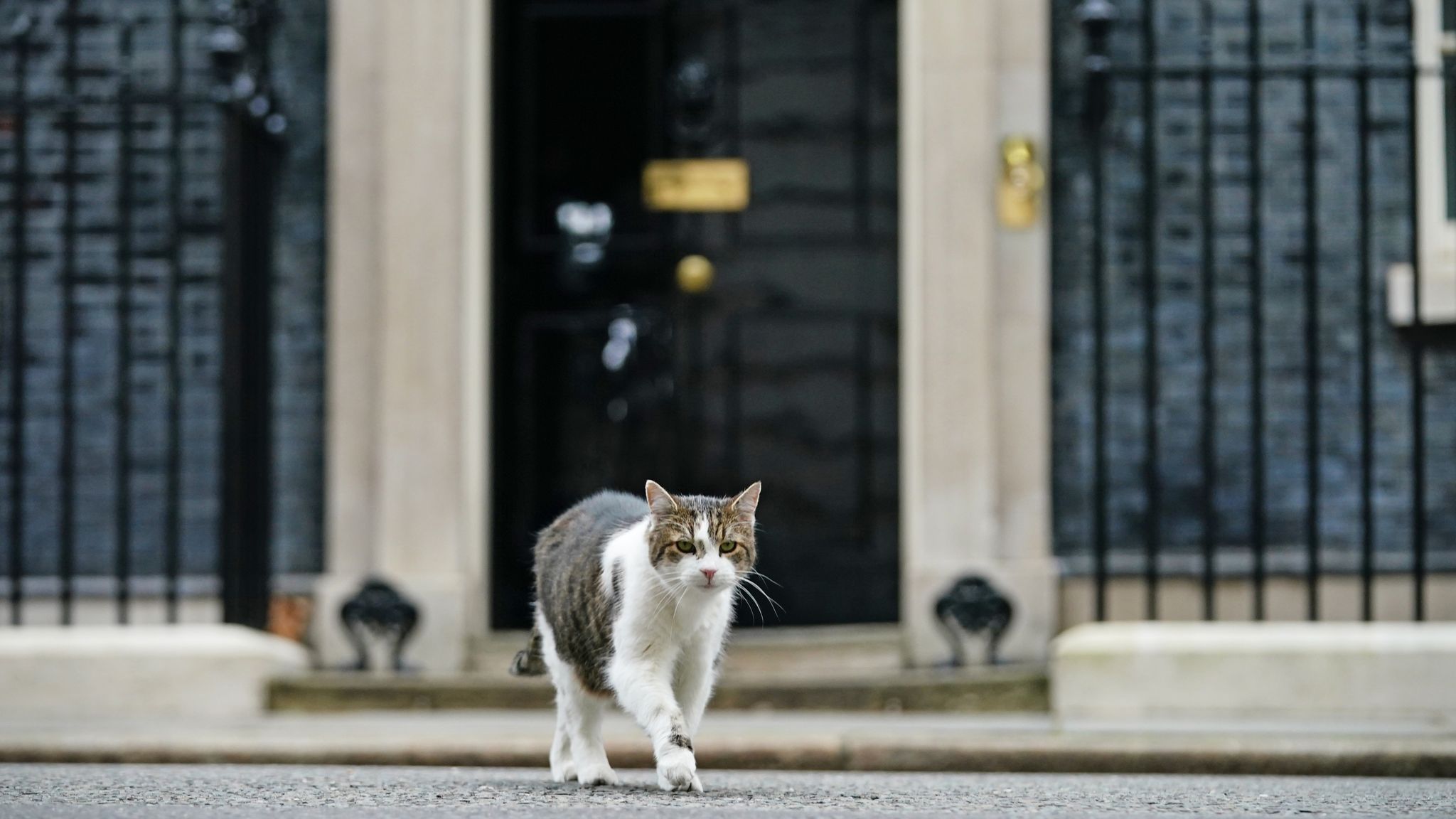 Watch out, Larry: There's a new cat in Westminster - and he's named ...