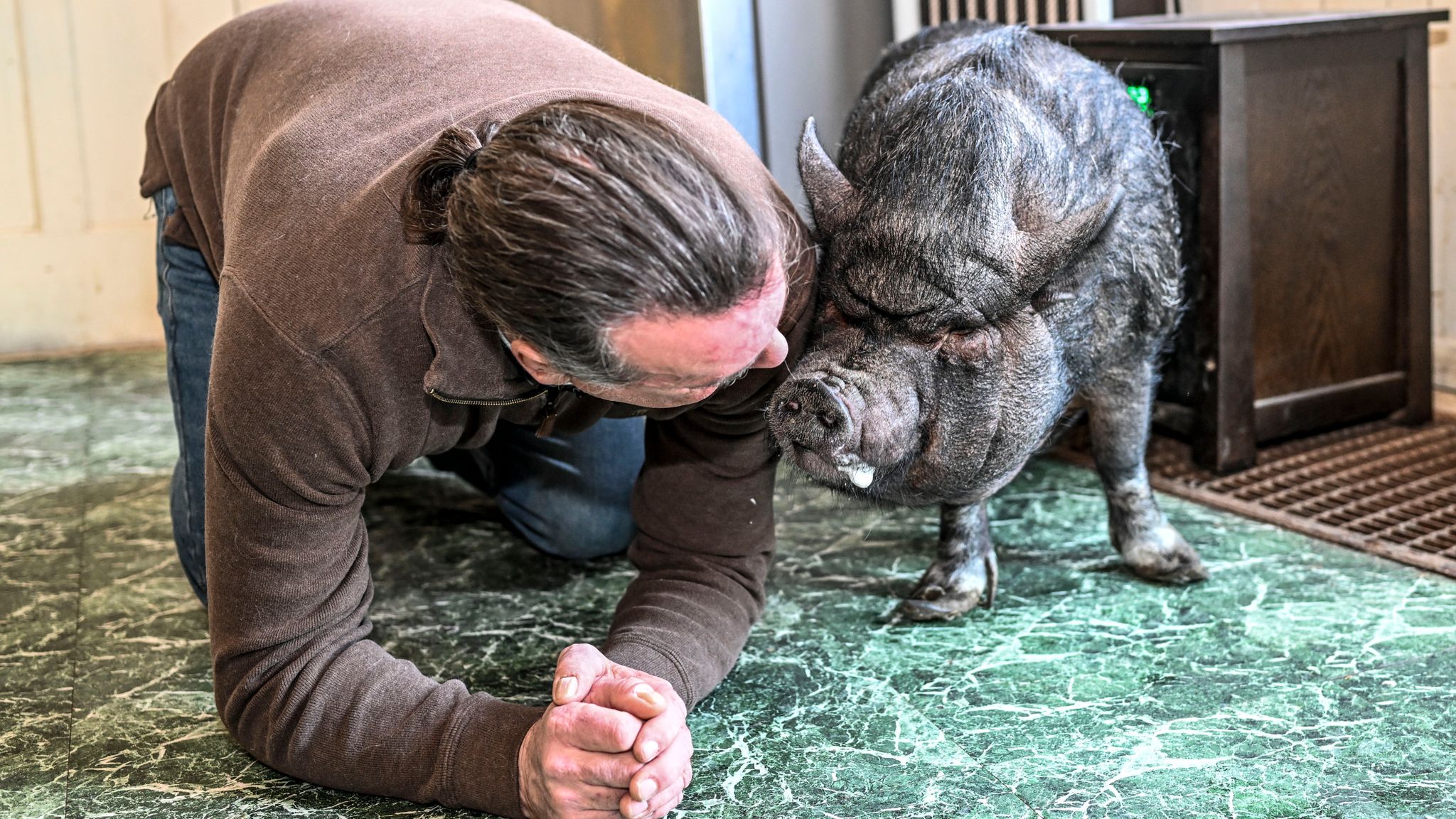 New Yorker's fight to keep his emotional support pig could end up in ...