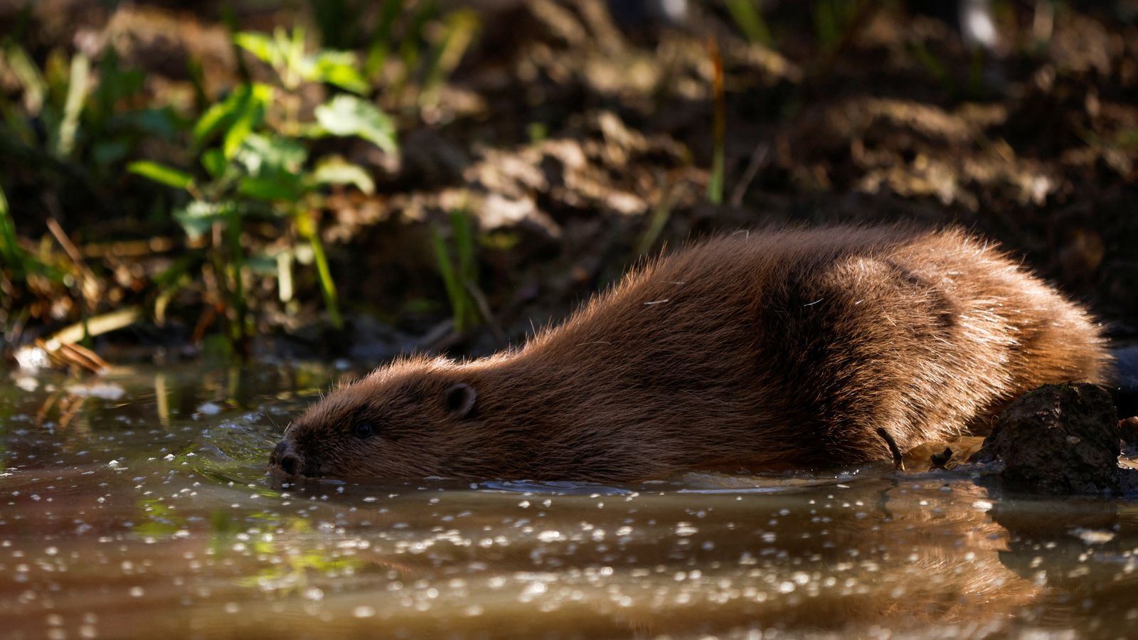 Scientists propose rewilding the American West by reintroducing grey ...