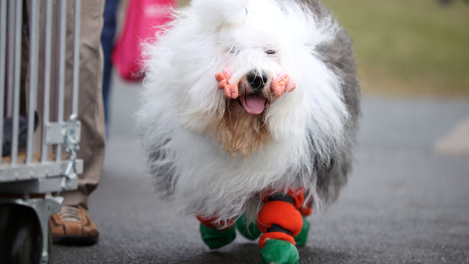 World-famous Crufts dog show returns to Birmingham but without its ...