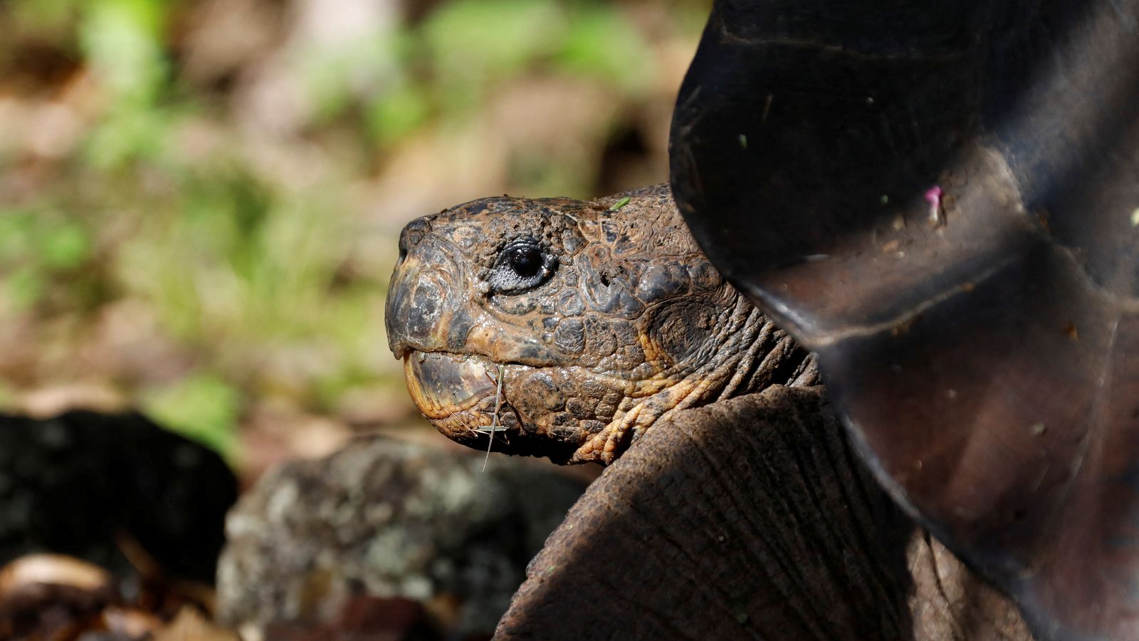 Galapagos Islands: New species of tortoise identified | World News ...