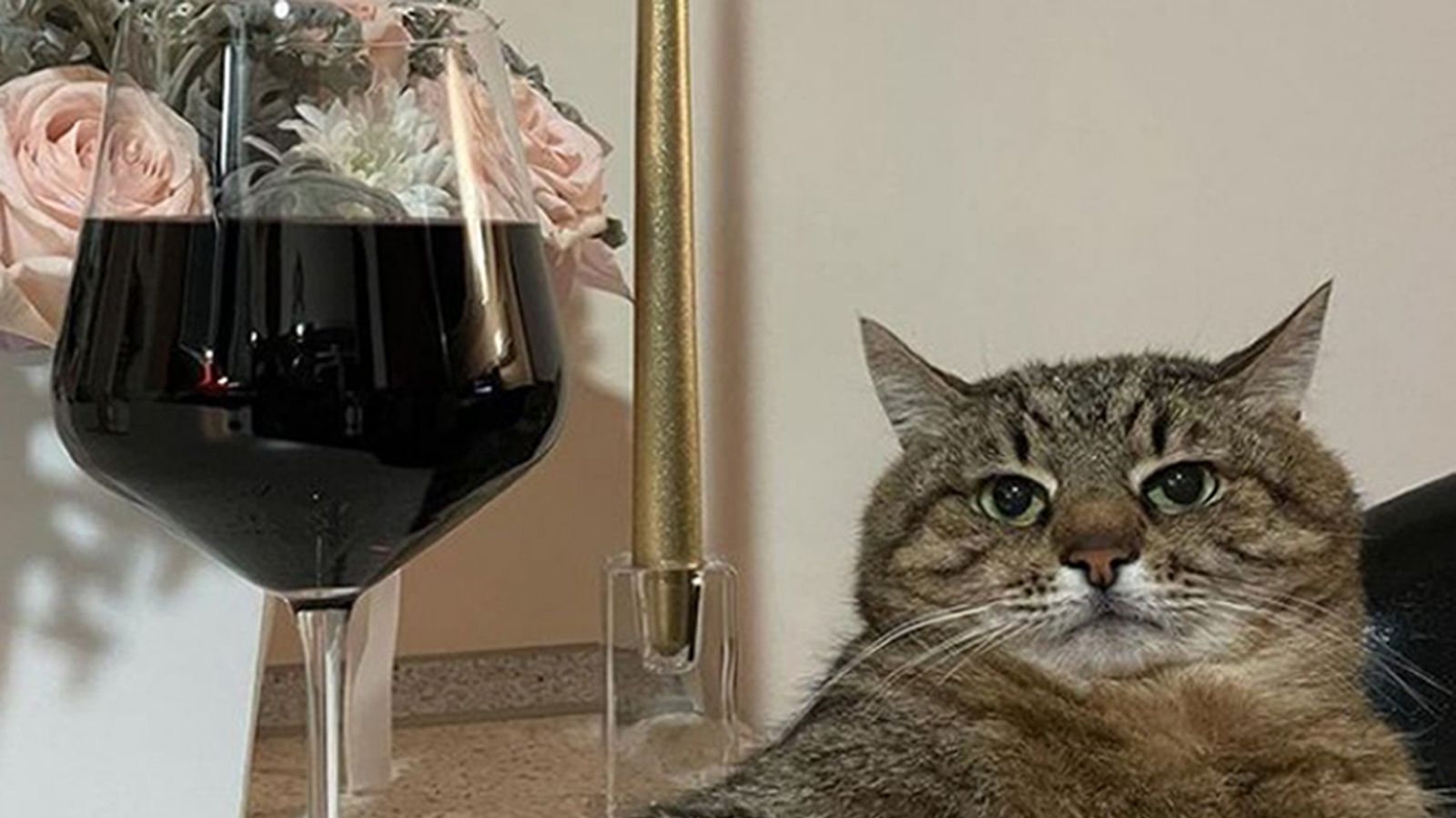 Ukrainian viral cat sensation raises £7,000 for charity after fleeing ...