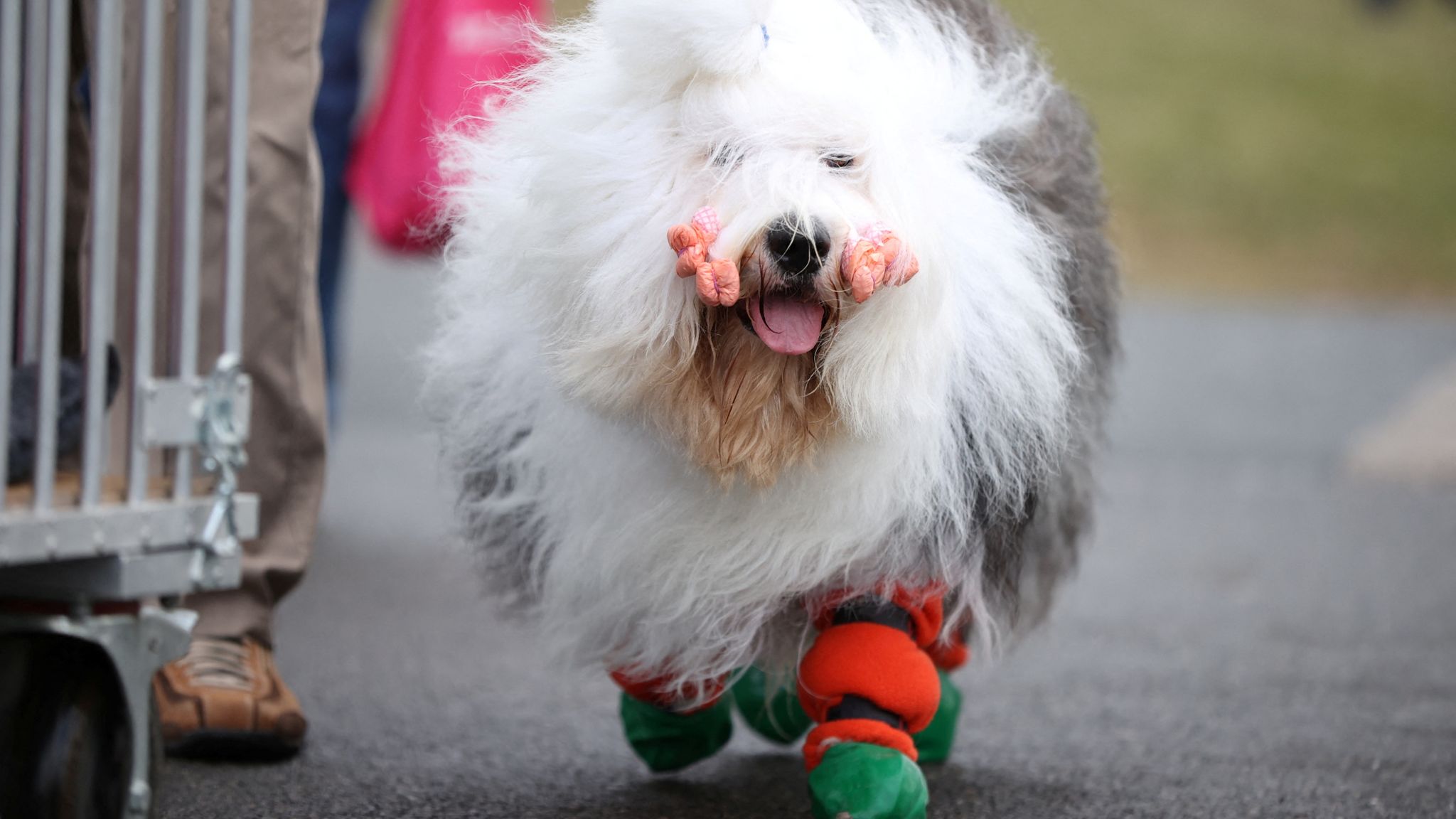 World-famous Crufts dog show returns to Birmingham but without its ...