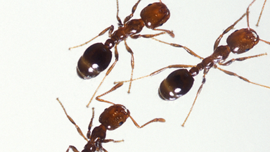 Scientists discover 'supergene' is changing the social structure of red ...