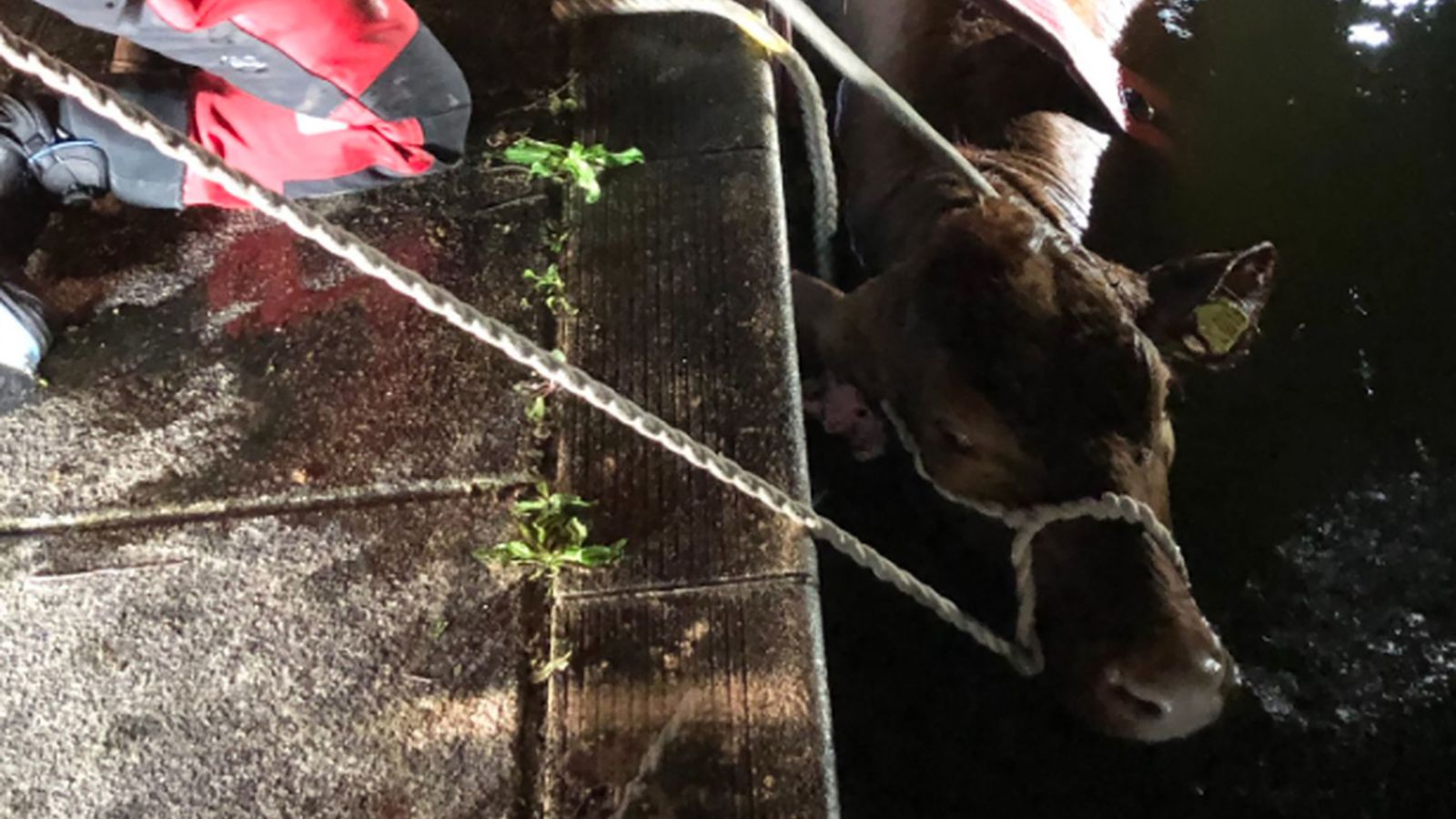 Cow's about that: Bullock's pool rescue goes swimmingly as firefighters ...