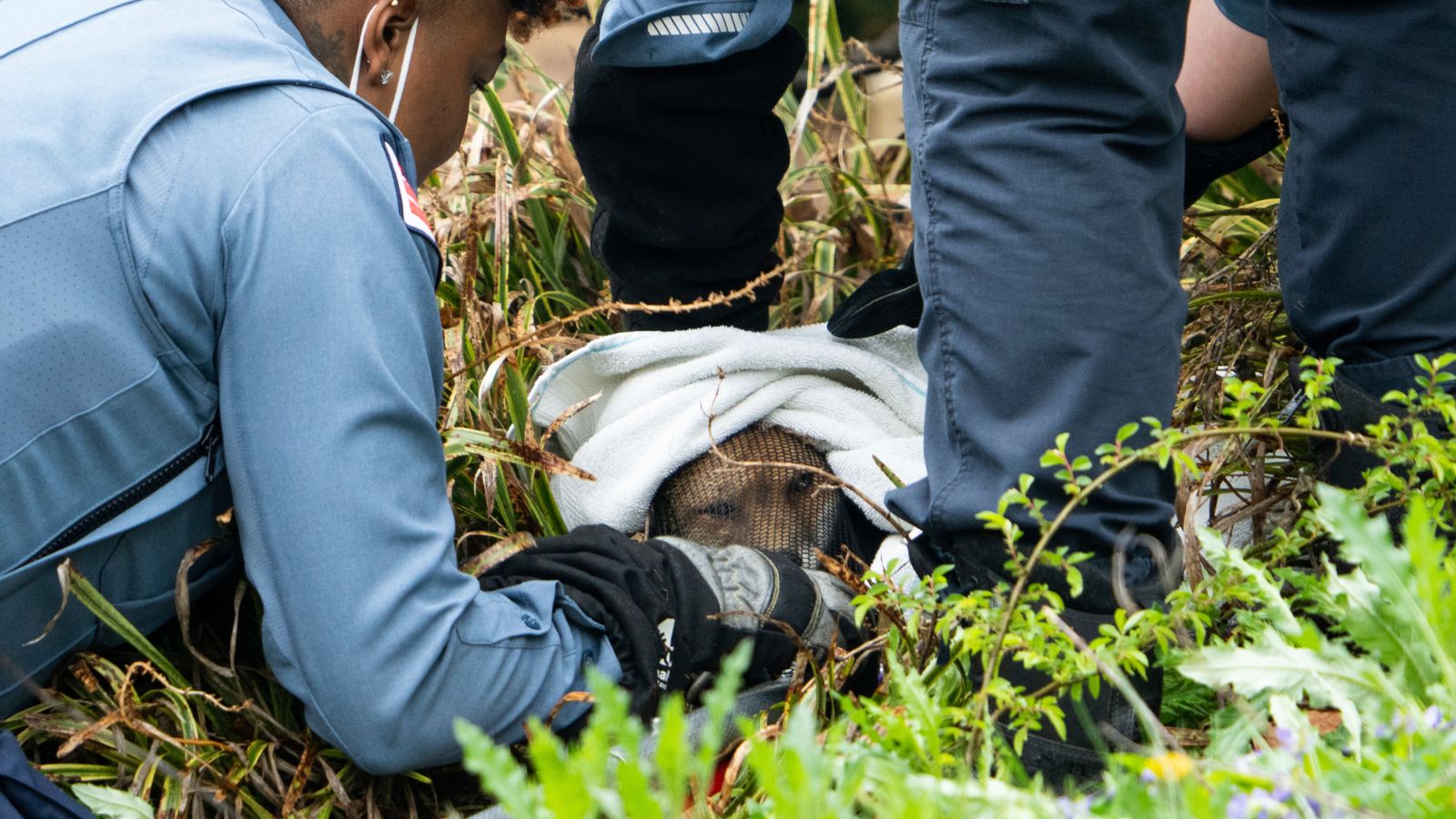 'Aggressive' fox tests positive for rabies after biting nine people ...
