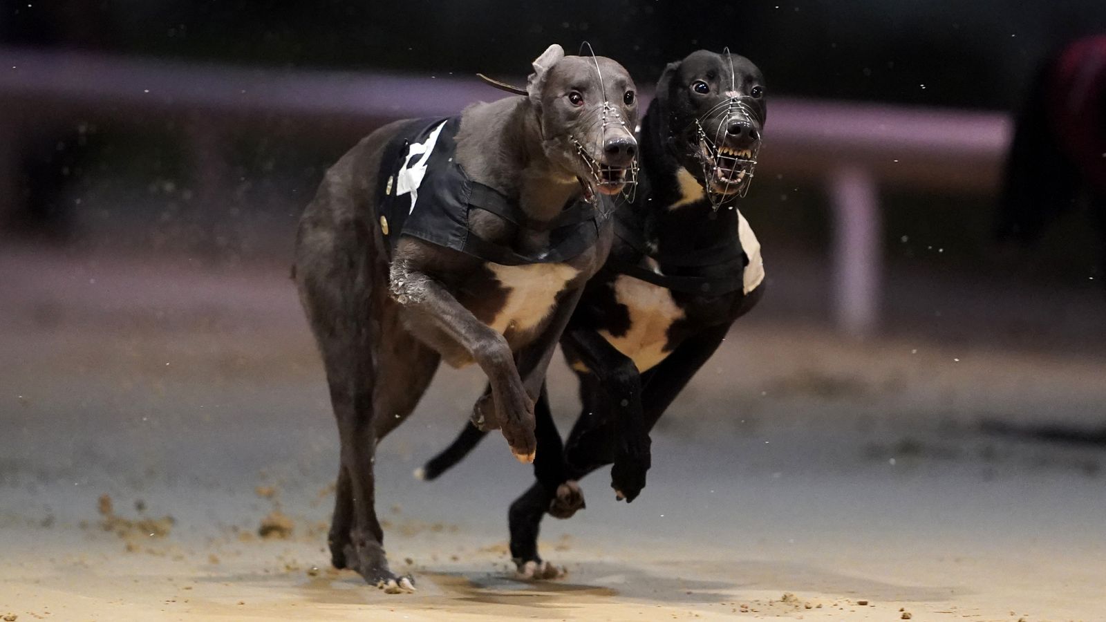 Scotland: Campaigners call for complete ban on greyhound racing with ...