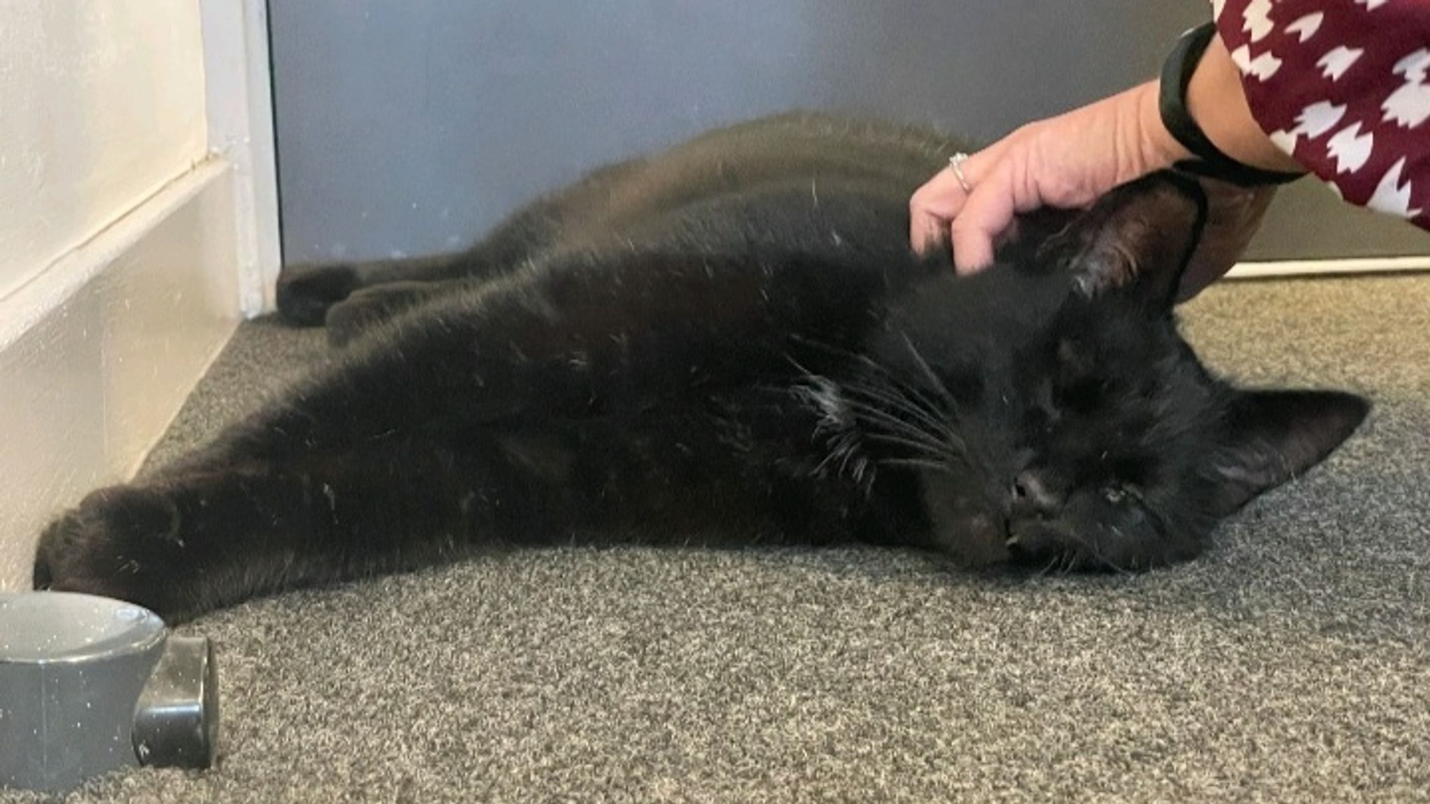 Cat nicknamed 'one-eyed Joe' by prison staff found in shipping ...