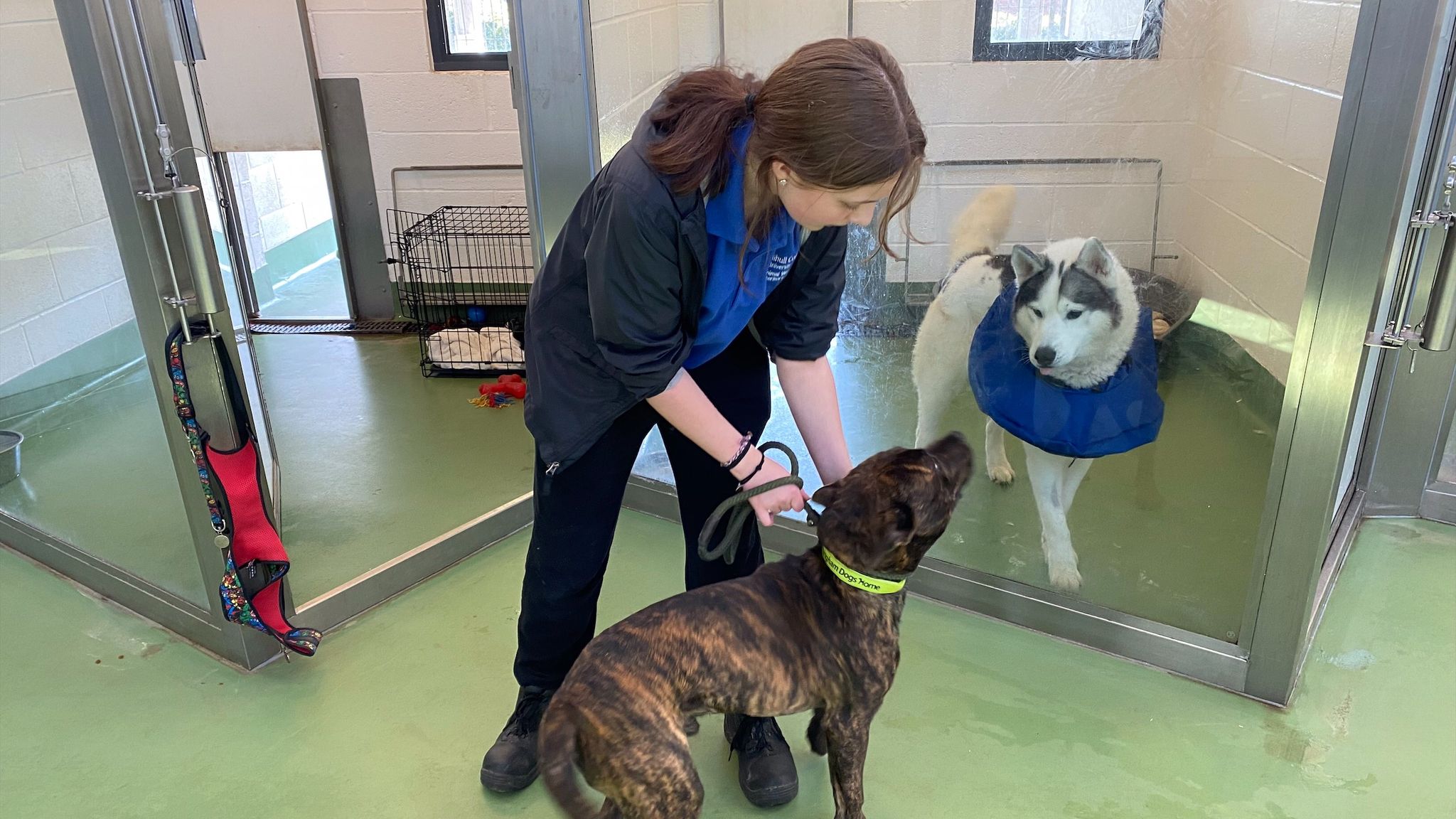 As the cost of living crisis bites, dog homes are overflowing with ...