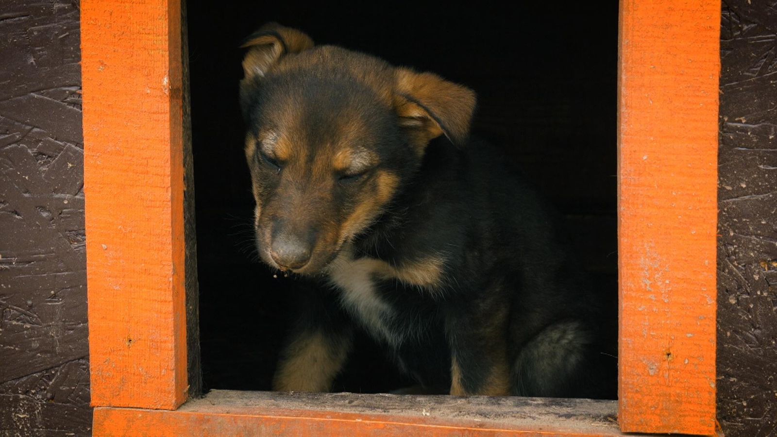 Ukraine war: Looking after 600 dogs during Russian shelling | World ...