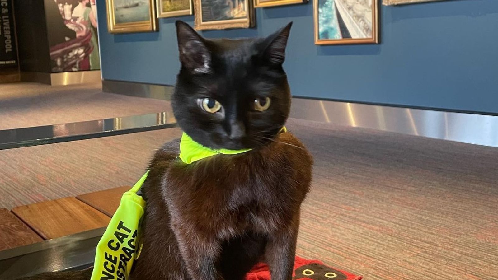 Autistic man in legal battle with Sainsbury's over assistance cat ban ...