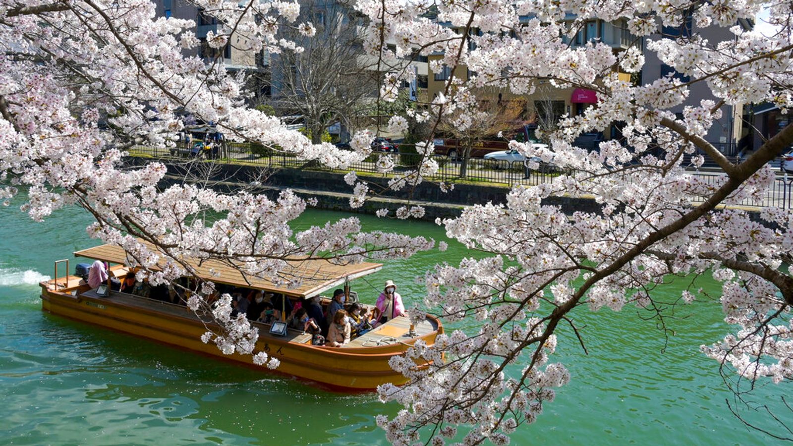Climate crisis: Kyoto cherry blossom season shifted by global warming ...