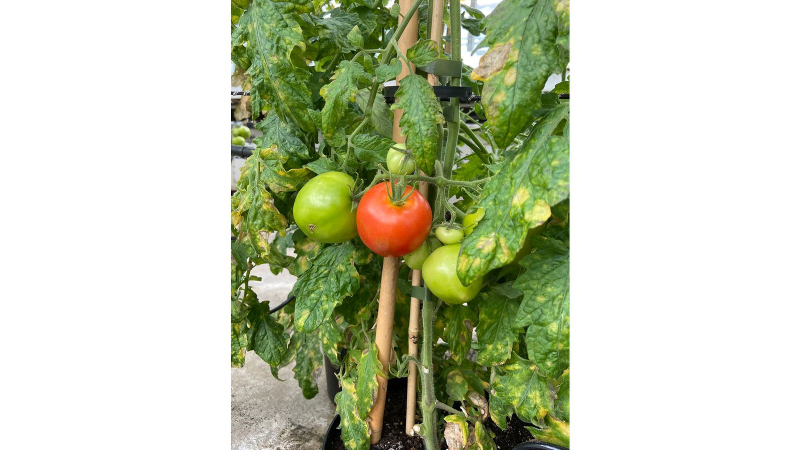 Gene-edited tomatoes: British scientists create tomato with 'souped-up ...