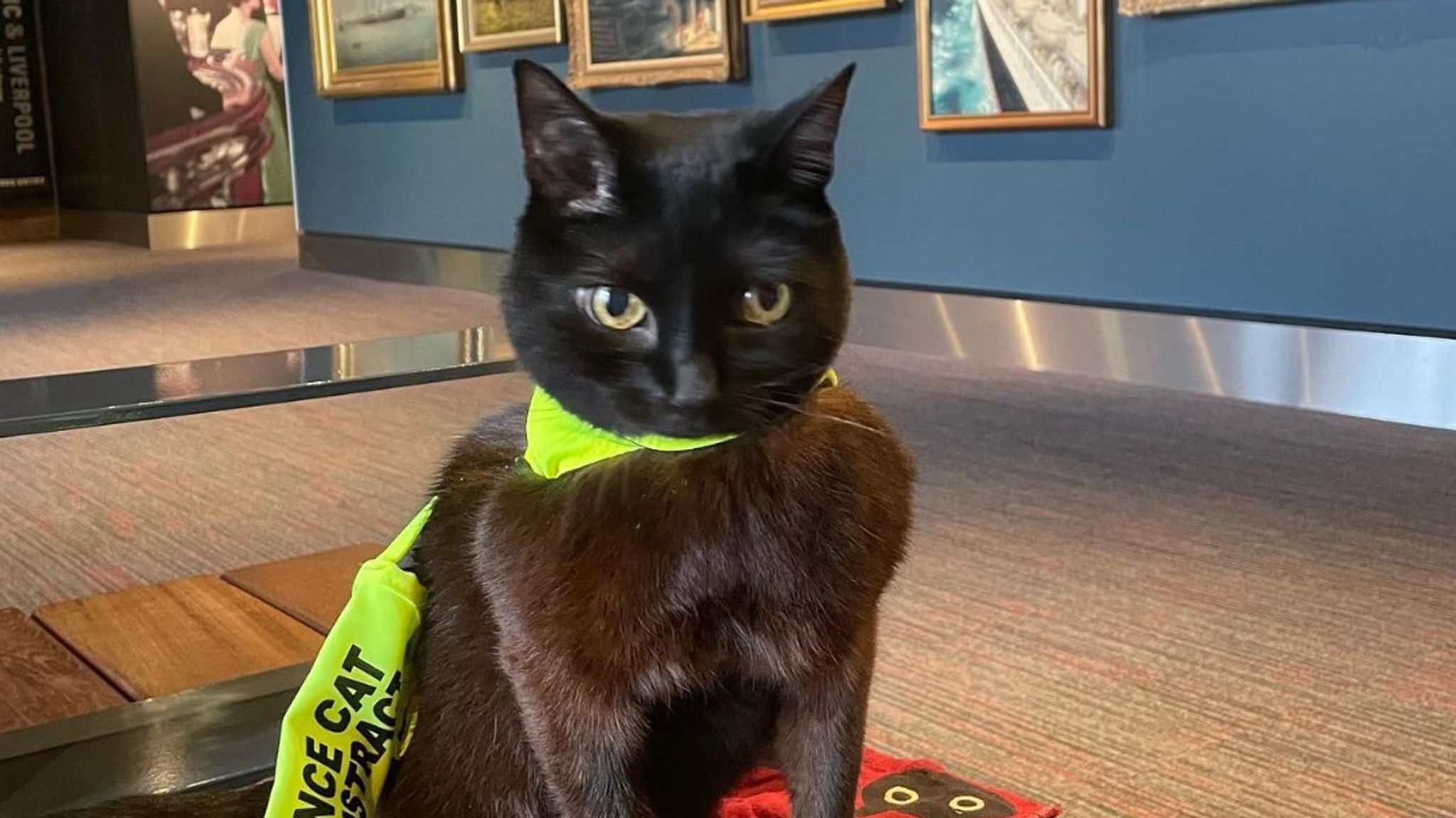 Autistic man in legal battle with Sainsbury's over assistance cat ban | UK News | Sky News