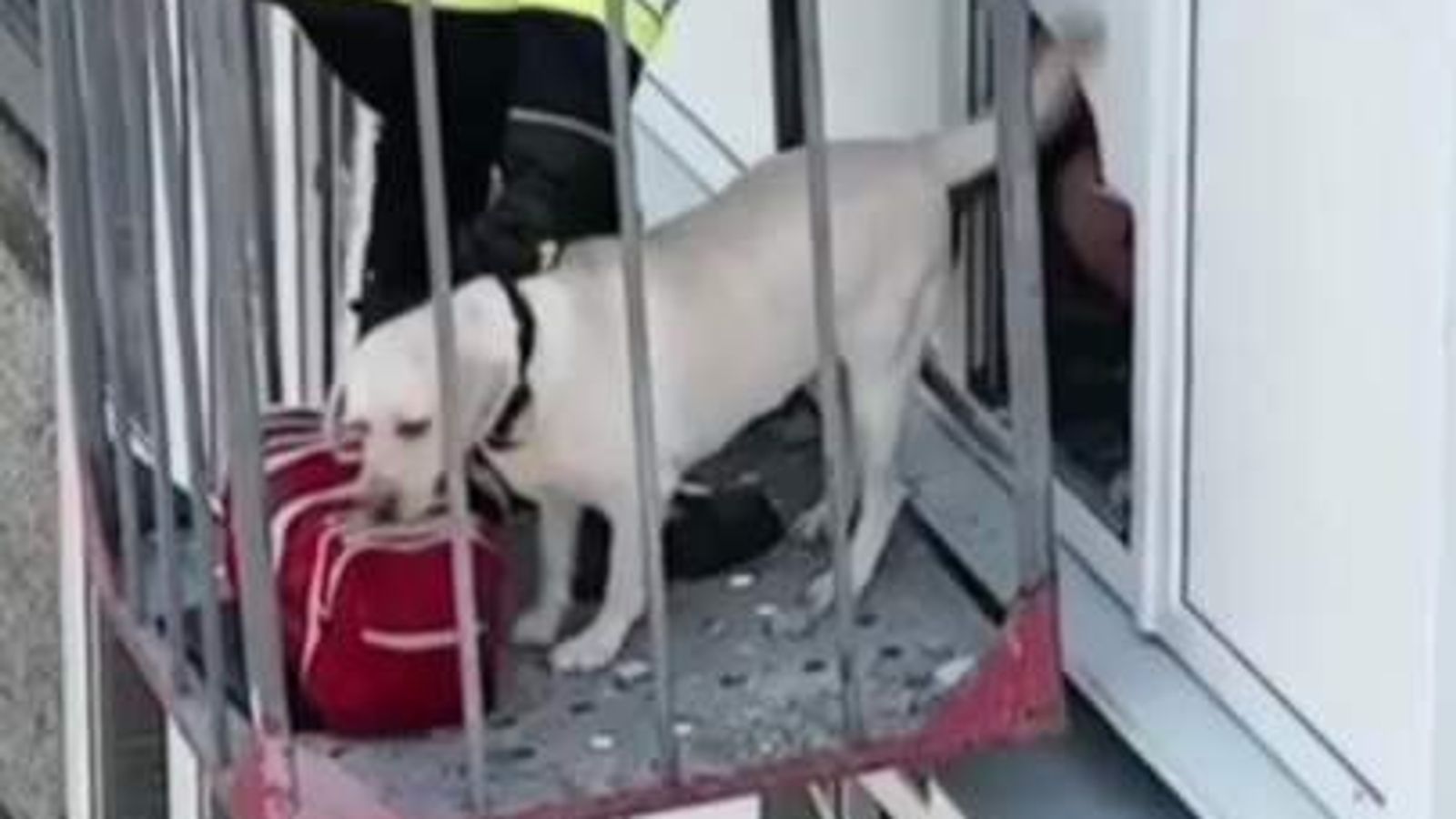 Ukraine war: Dog rescued after the town of Mykolaiv bombarded in ...