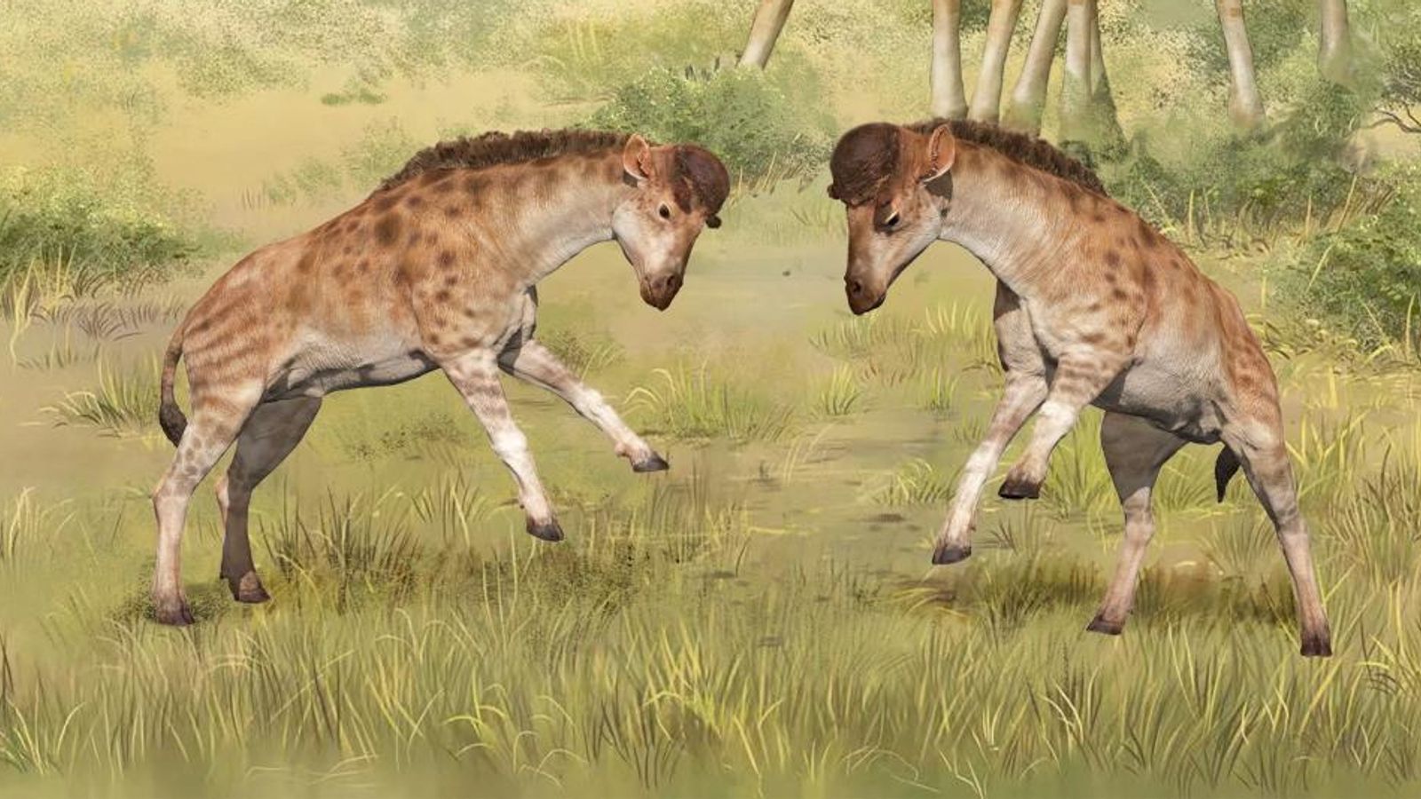 Giraffes may have evolved long necks to headbutt love rivals, study ...