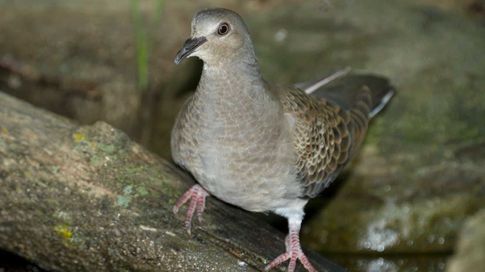 Turtle dove numbers plunge by 98% in UK, study finds | Sky News