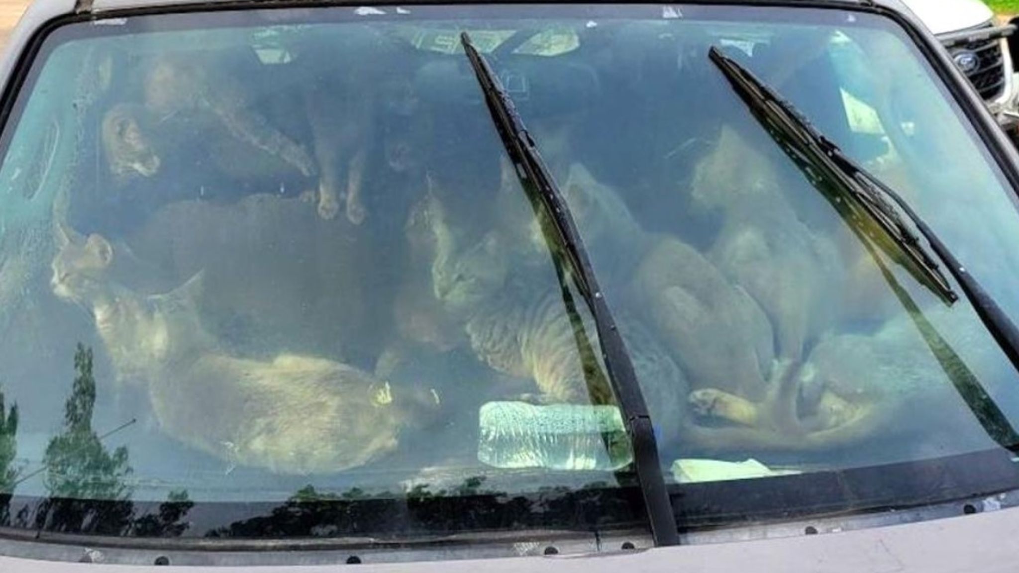 47 cats found living in a car with their owner in Minnesota | US News ...