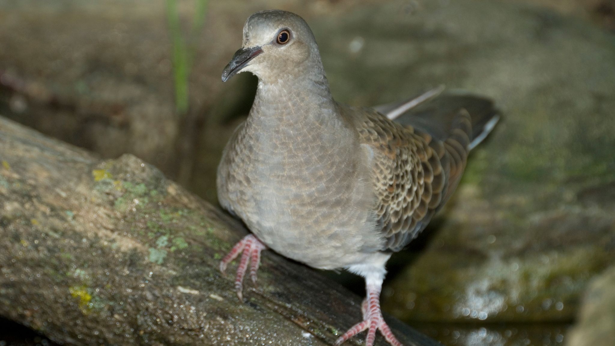 Turtle dove numbers plunge by 98% in UK, study finds | Sky News