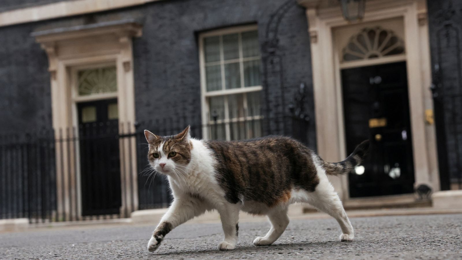 Billboards appear of Larry the cat launching last-minute leadership bid ...