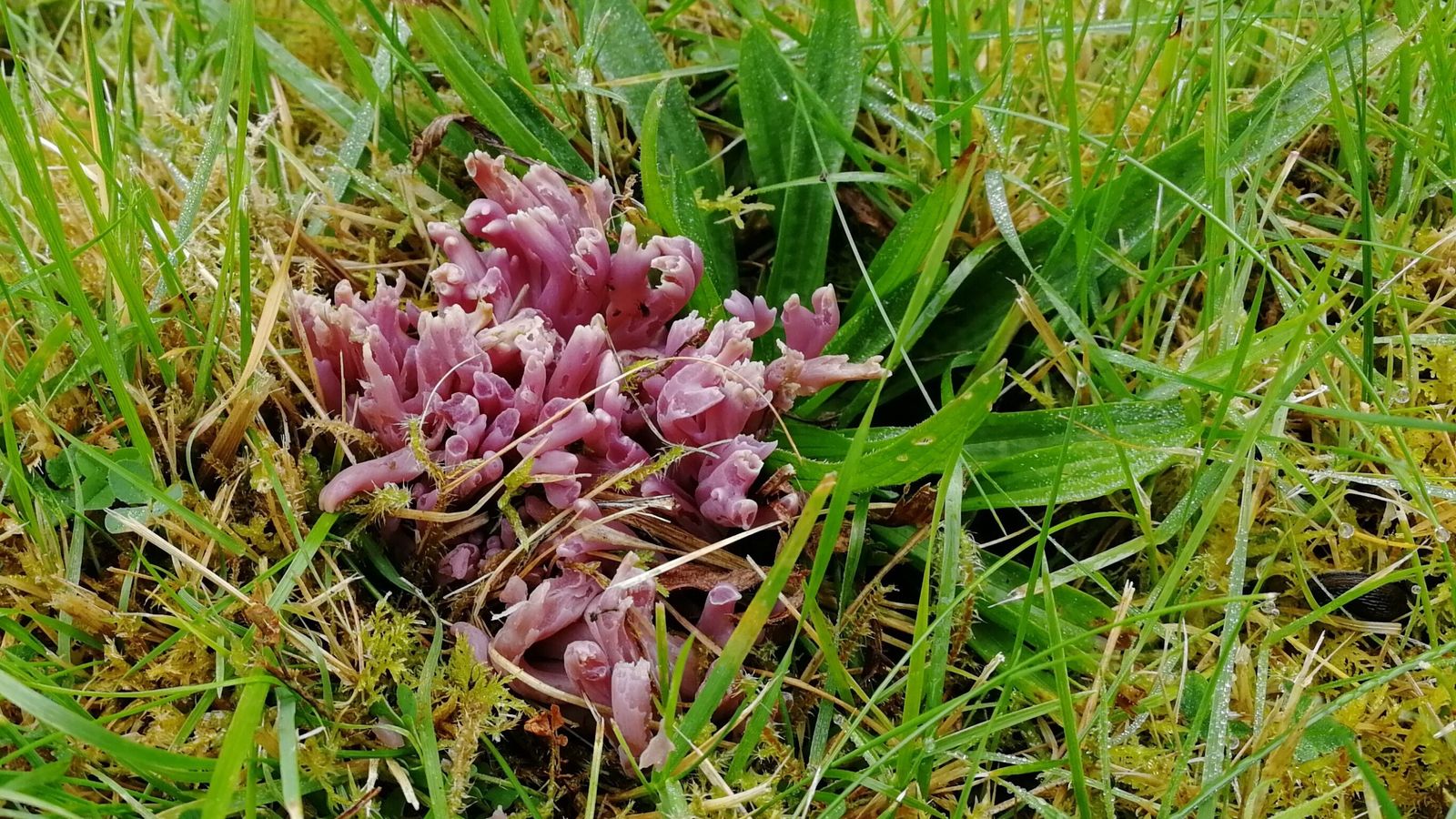 Species of fungus unknown to science discovered in Scotland | UK News ...