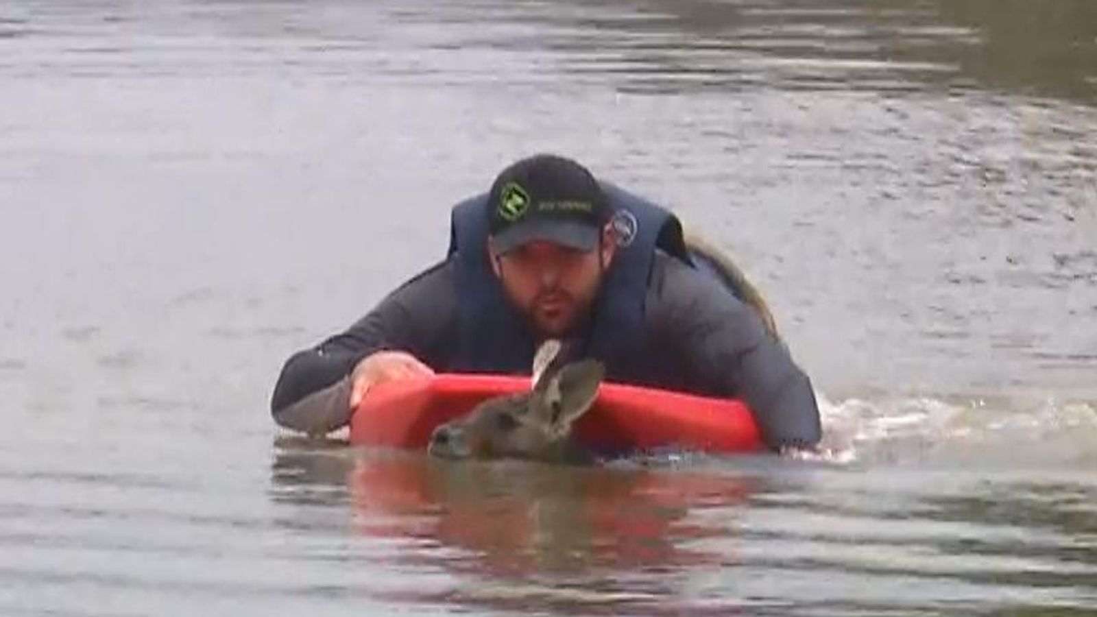 Australia: Kangaroo rescued from New South Wales floods | World News ...