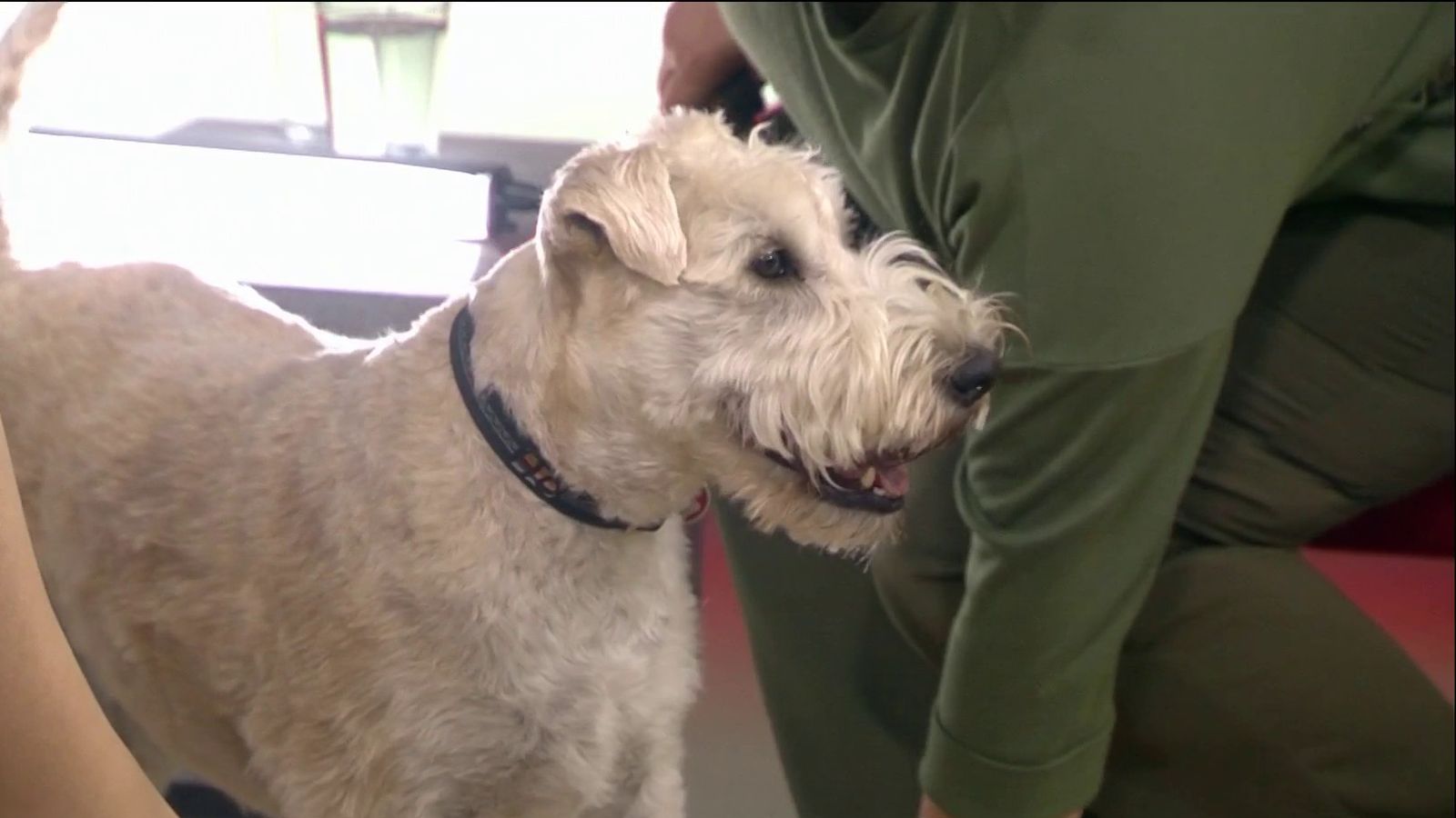Postman dog attacks on the rise | News UK Video News | Sky News