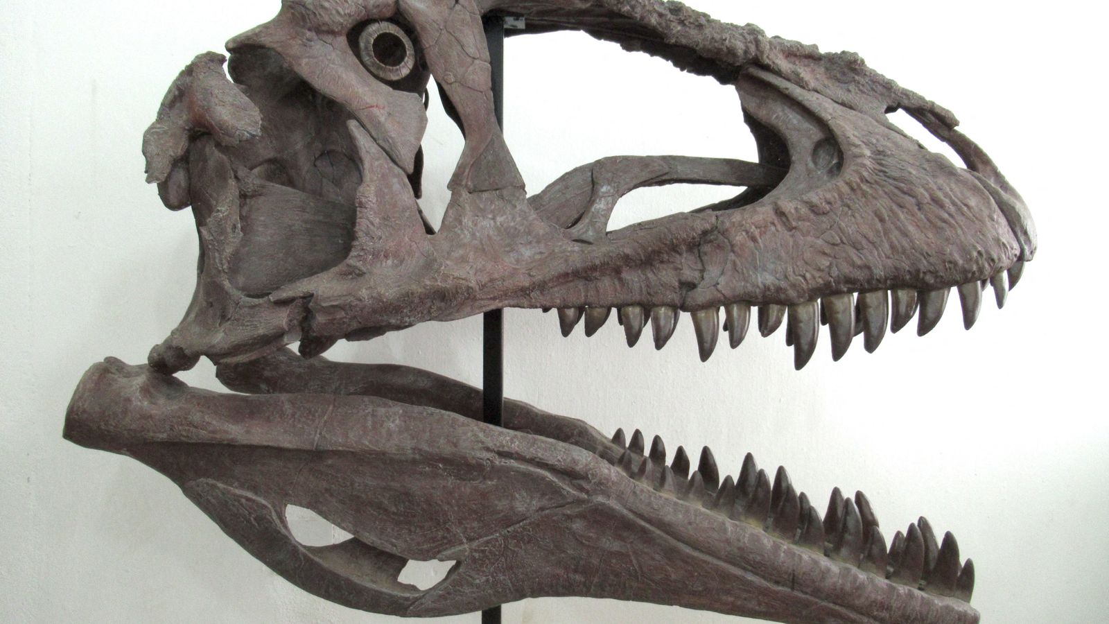 T Rex May Have Used Small Arms For Mating Discovery Of Meraxes Gigas