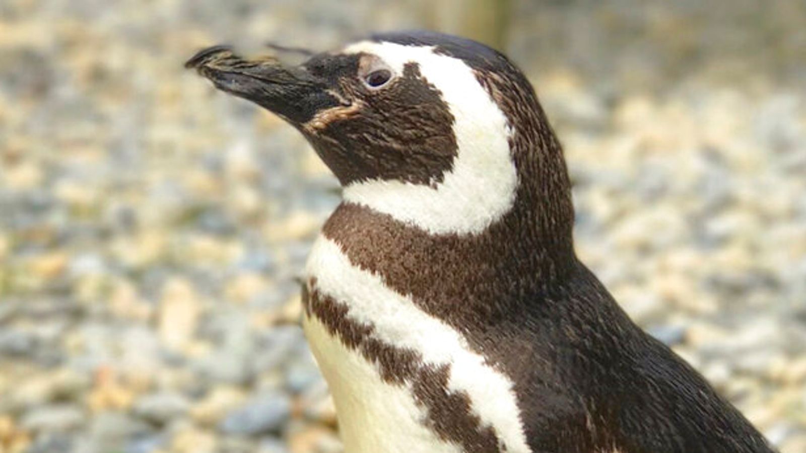 Captain EO, one of the world's oldest penguins, dies at San Francisco ...